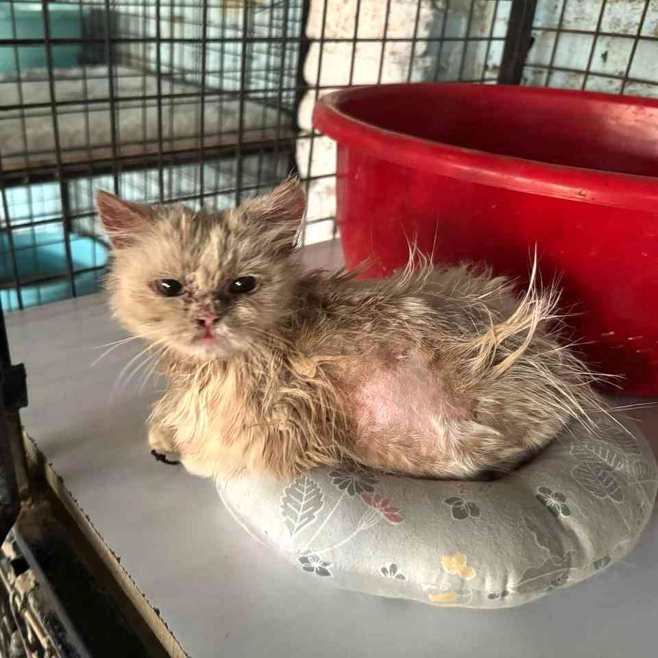 Donate to Poe | Support animal welfare with CUDDLY