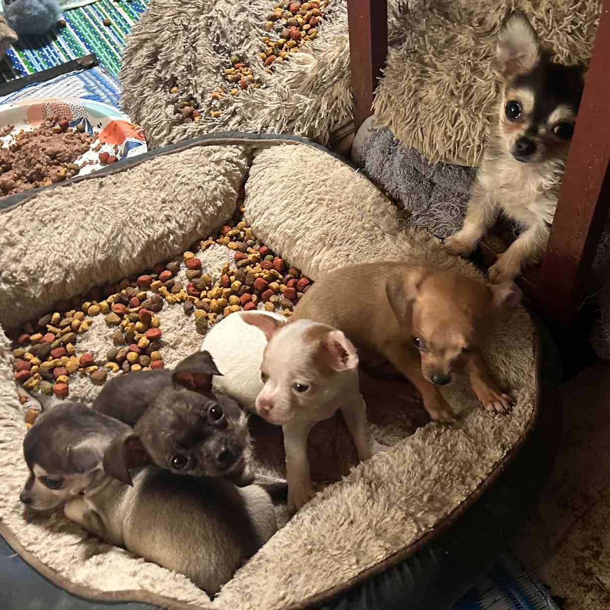 Donate to 101 Neglected Pups | Support animal welfare with CUDDLY