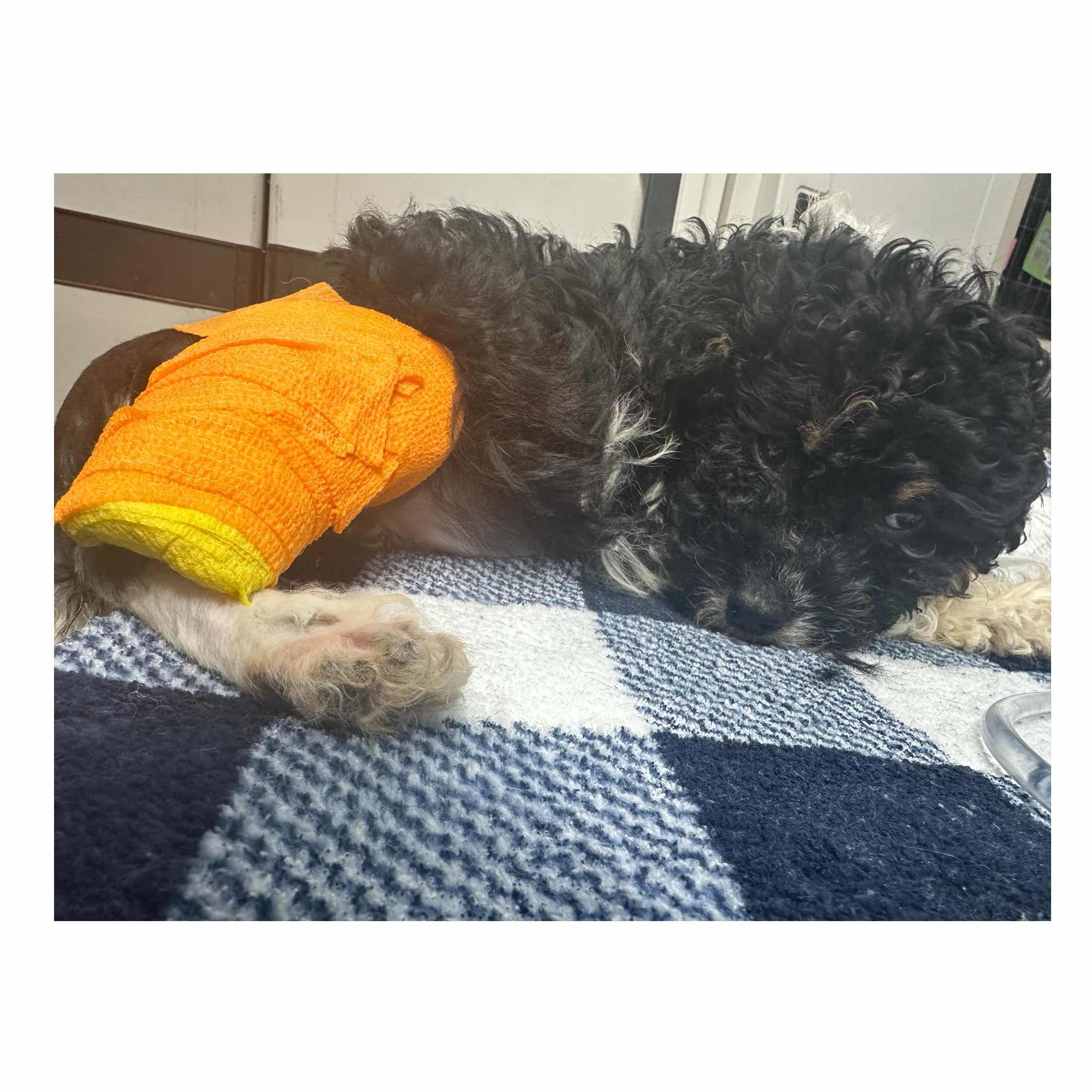 Donate to Teddy | Support animal welfare with CUDDLY