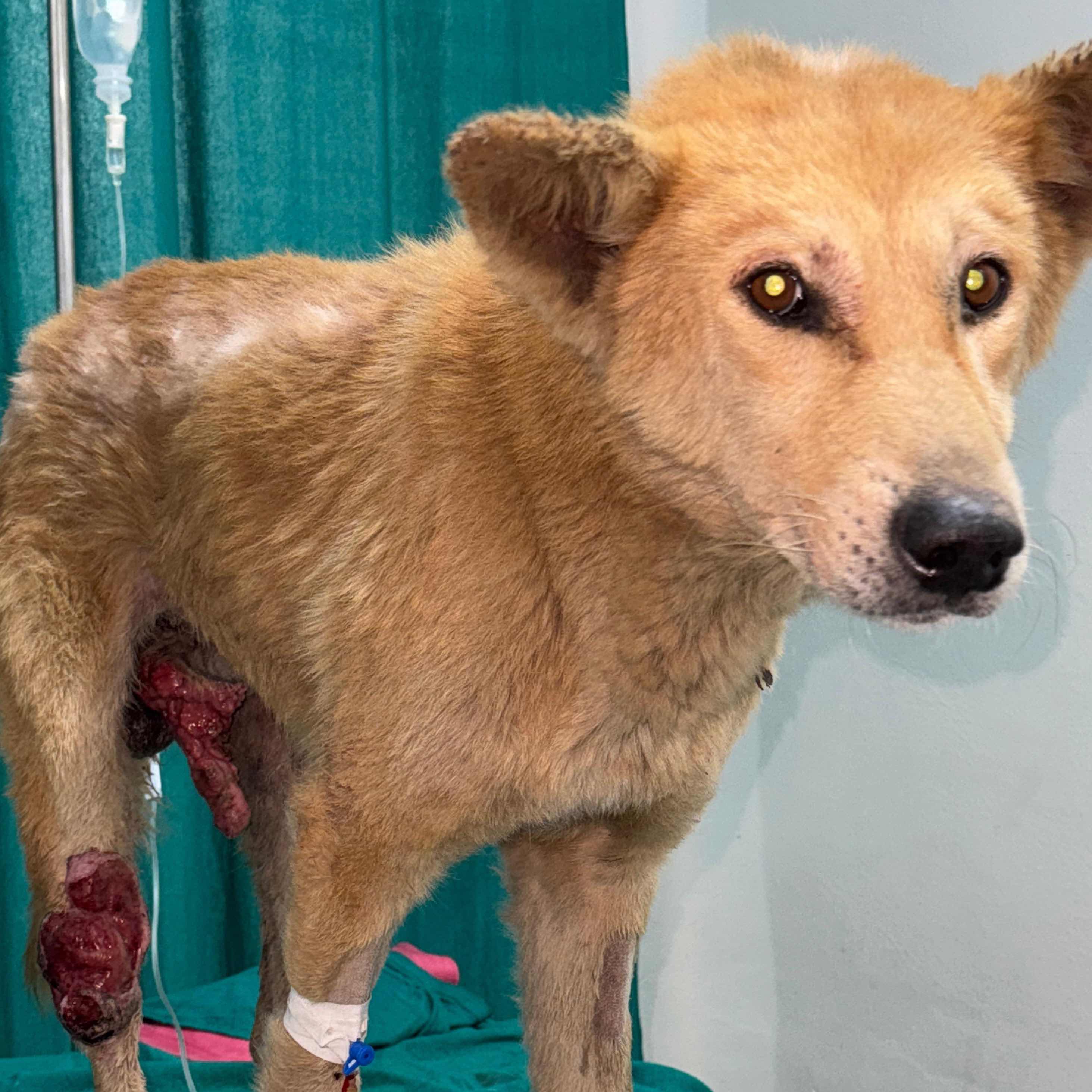 Donate to Dalle | Support animal welfare with CUDDLY