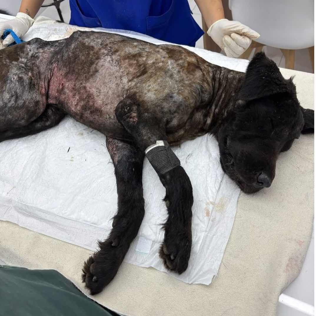 Donate to Calvin | Support animal welfare with CUDDLY