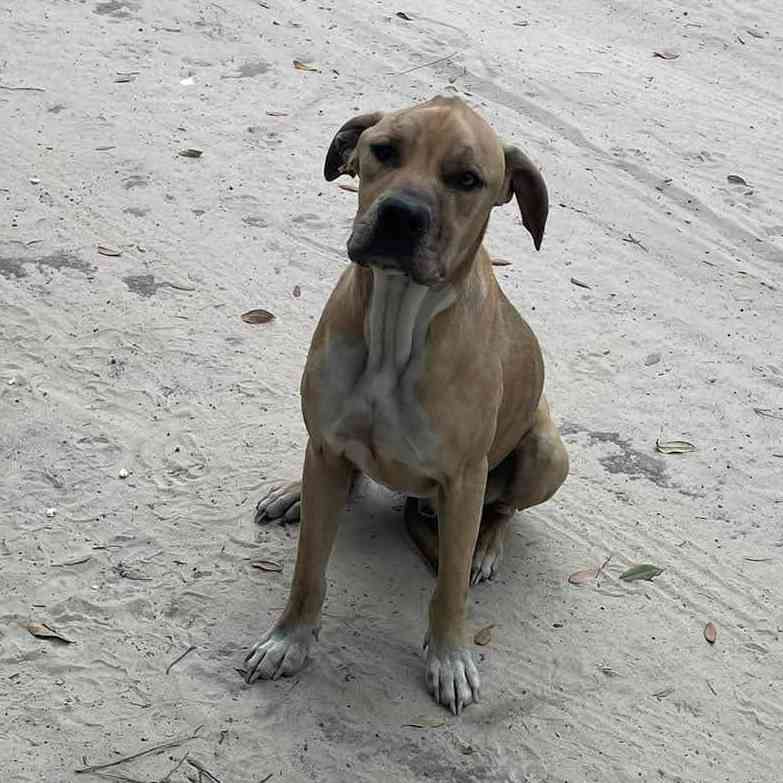 Donate to Tuck | Support animal welfare with CUDDLY