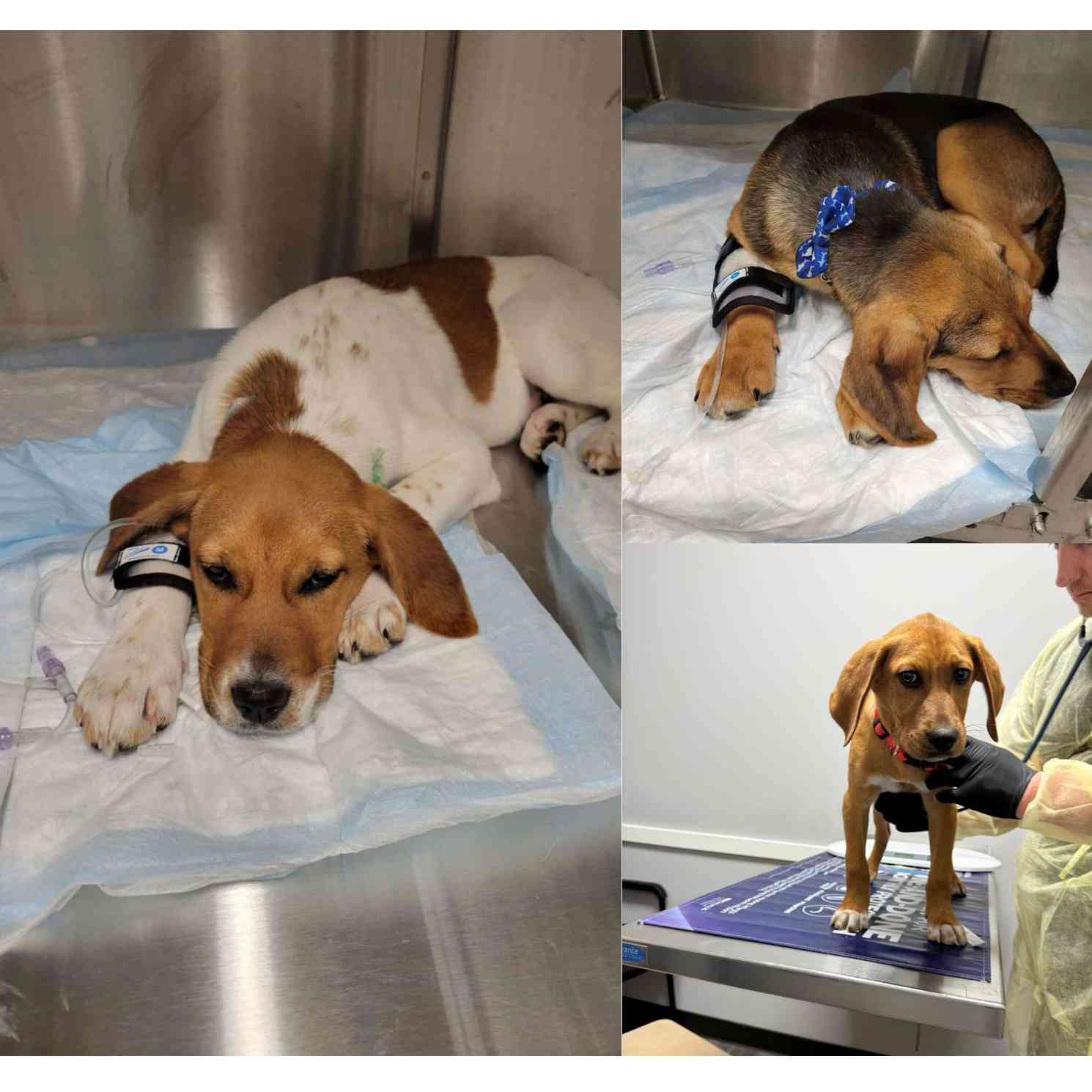 Donate to These Innocent Puppies | Support animal welfare with CUDDLY