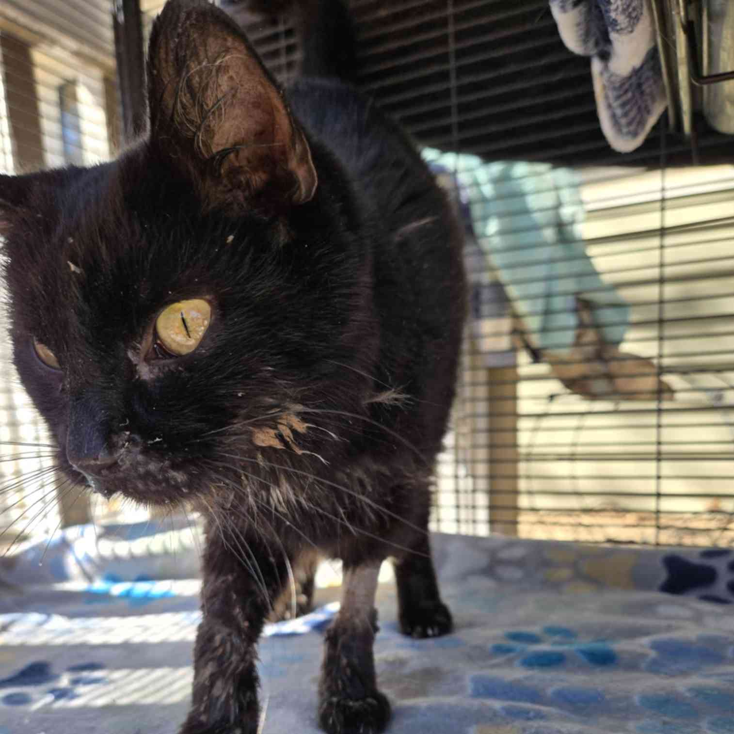 Donate to Dunna | Support animal welfare with CUDDLY