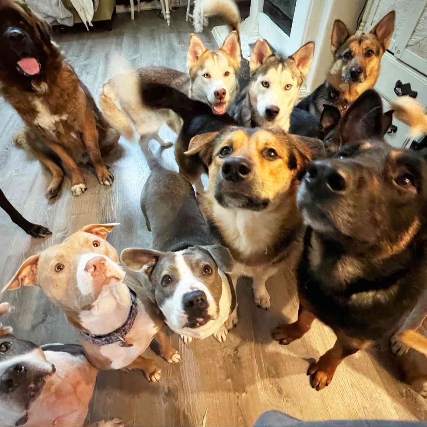 Donate to Our Rescue | Support animal welfare with CUDDLY