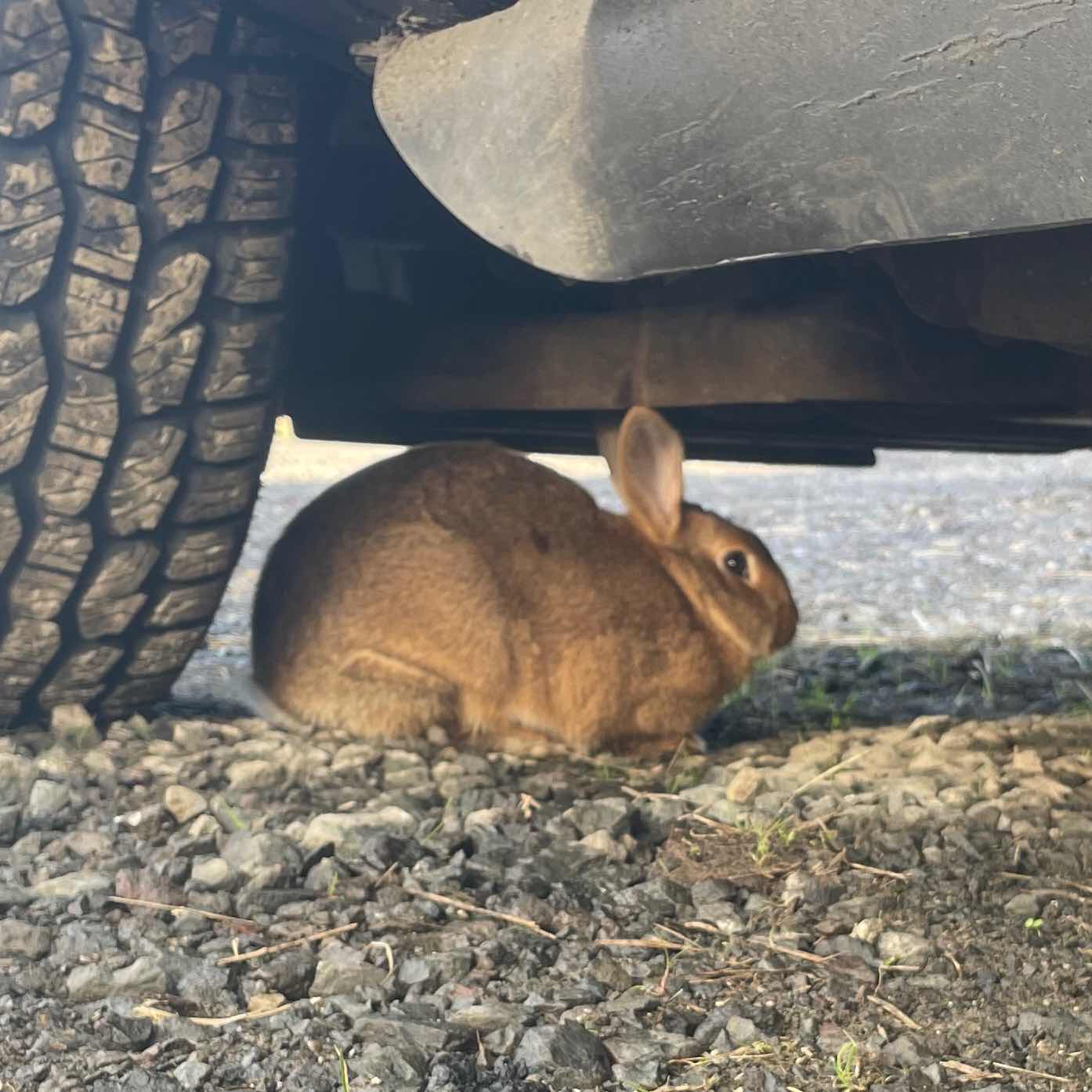 Donate to Penelope | Support animal welfare with CUDDLY