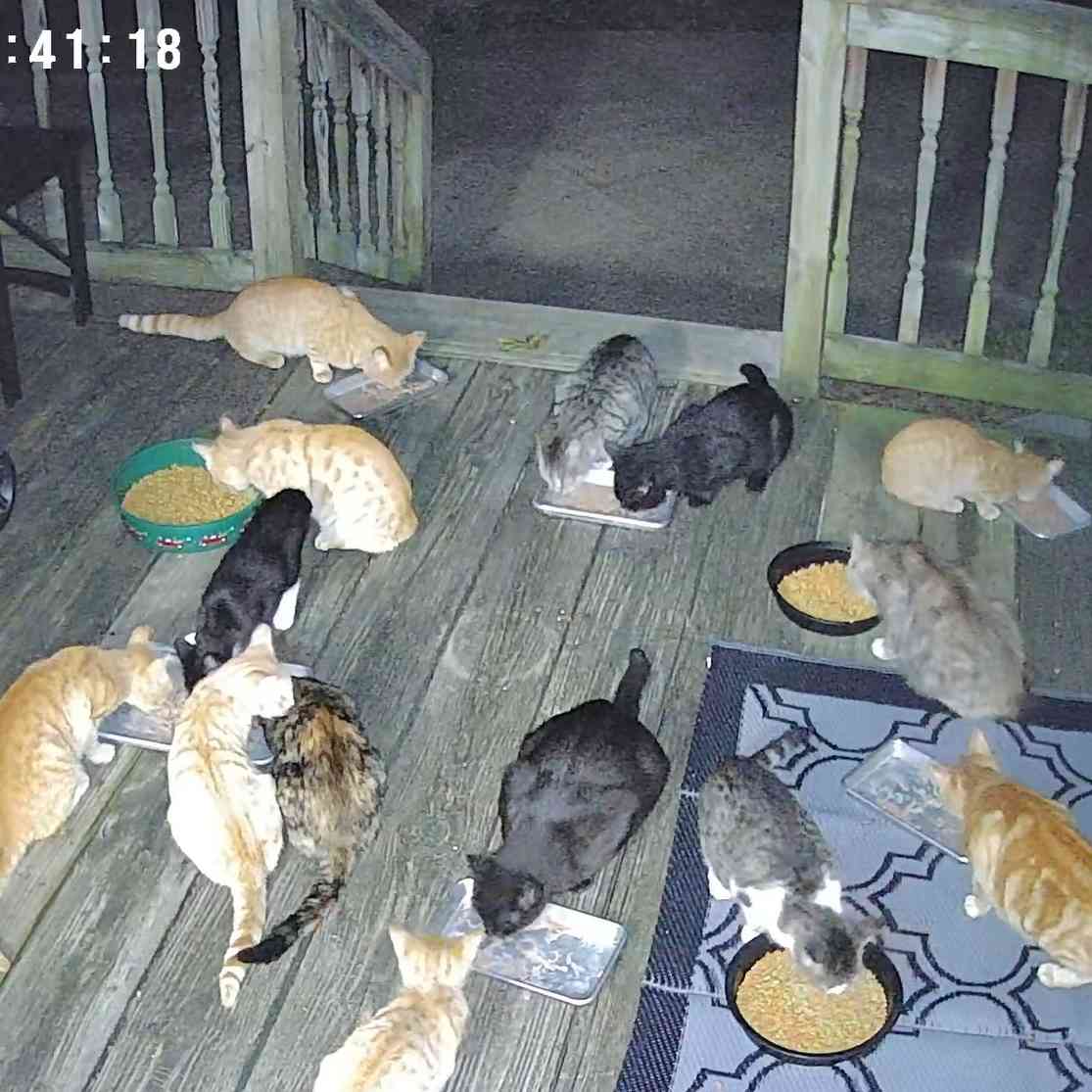 Donate to The Last 10 Cats | Support animal welfare with CUDDLY