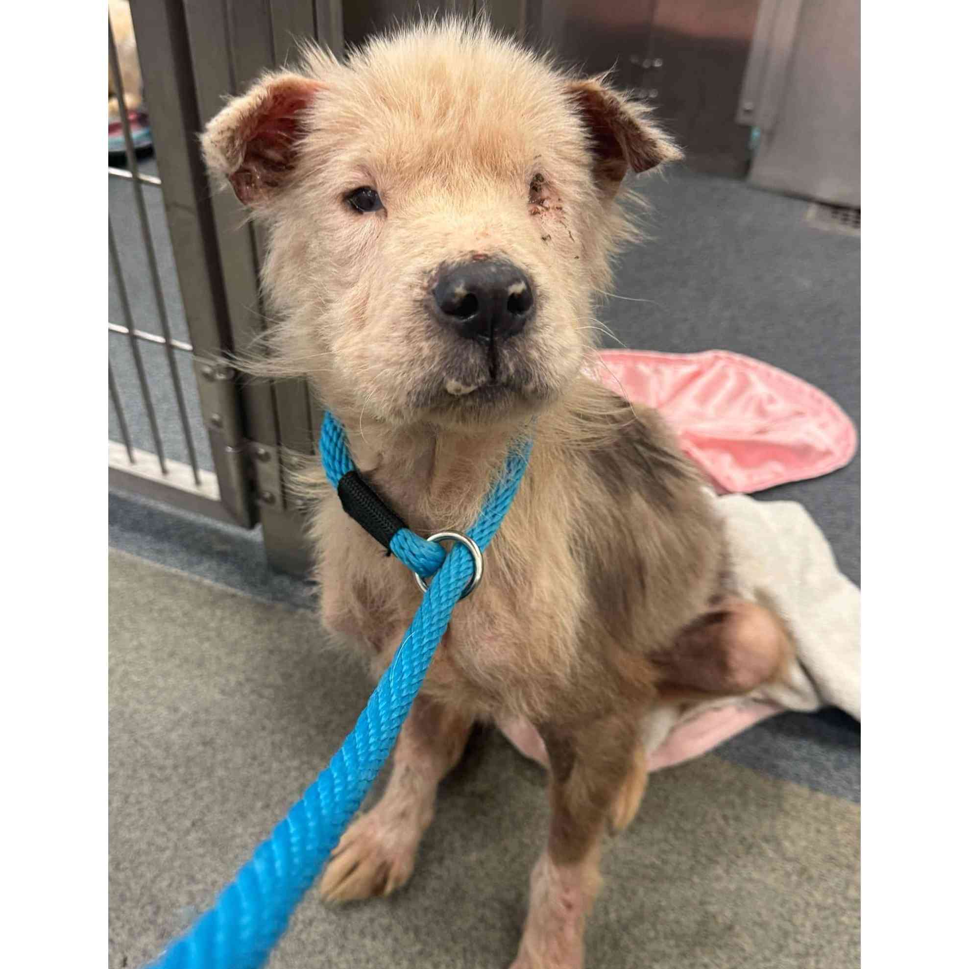 Donate to Harry | Support animal welfare with CUDDLY