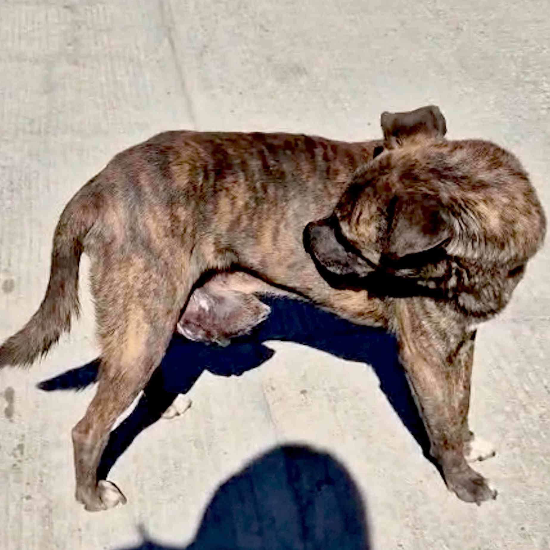 Donate to Professor Wally | Support animal welfare with CUDDLY