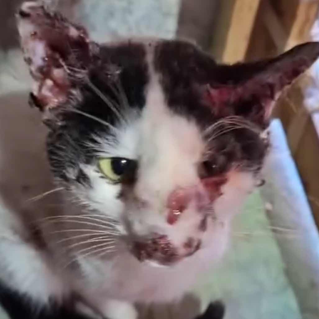 Donate to Sick stray cats need medicine and treatments | Support animal ...