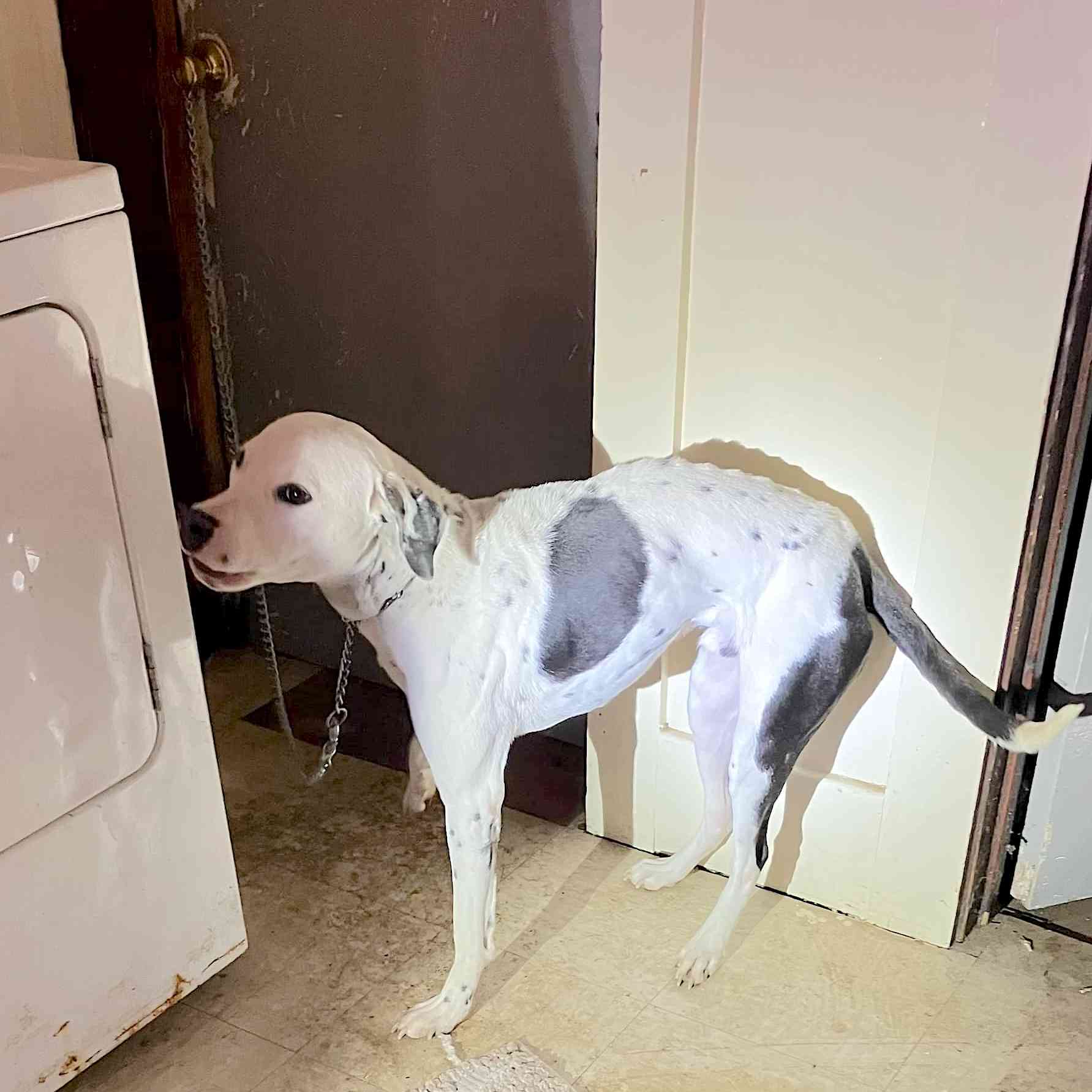 Donate to Tyson | Support animal welfare with CUDDLY