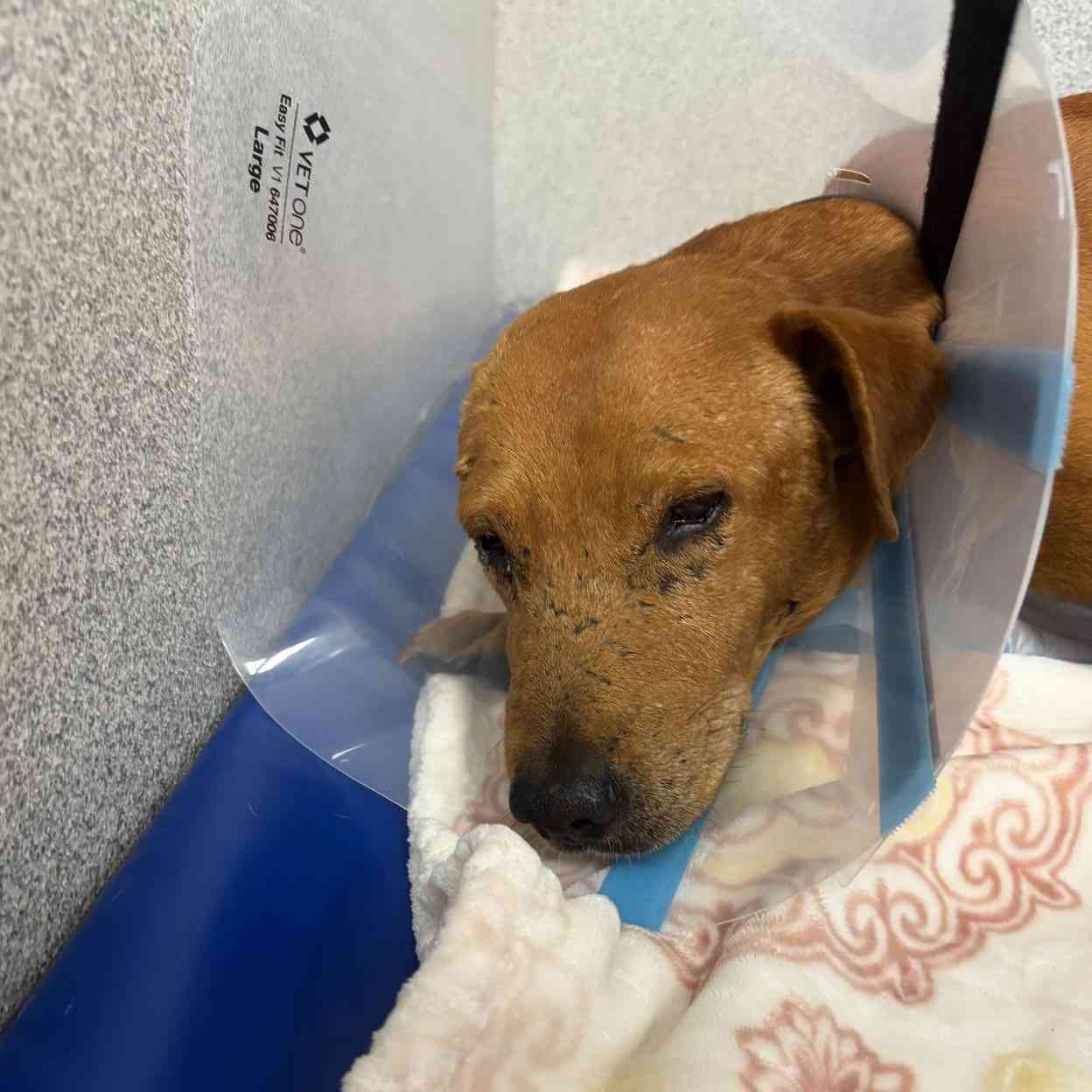 Donate to Simba | Support animal welfare with CUDDLY