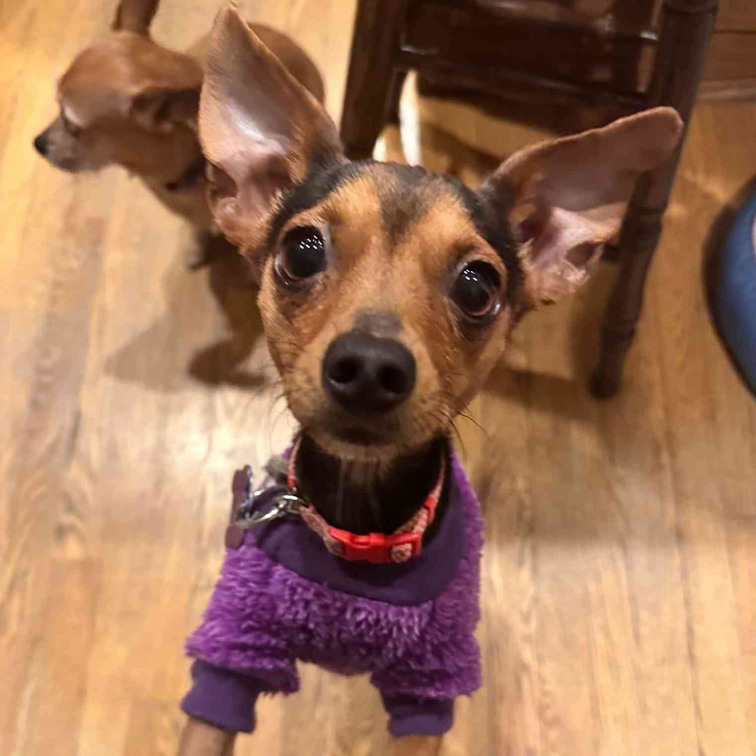 Donate to Bubba | Support animal welfare with CUDDLY