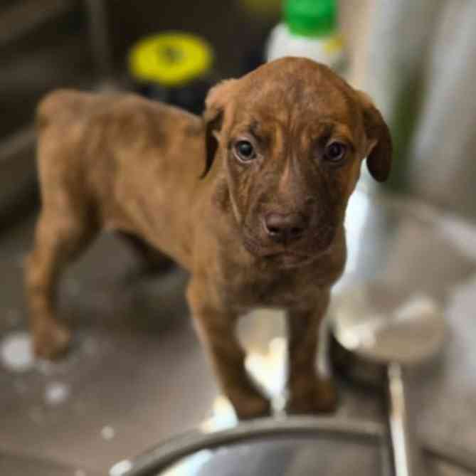 Donate to Mama & Her 11 Puppies | Support animal welfare with CUDDLY