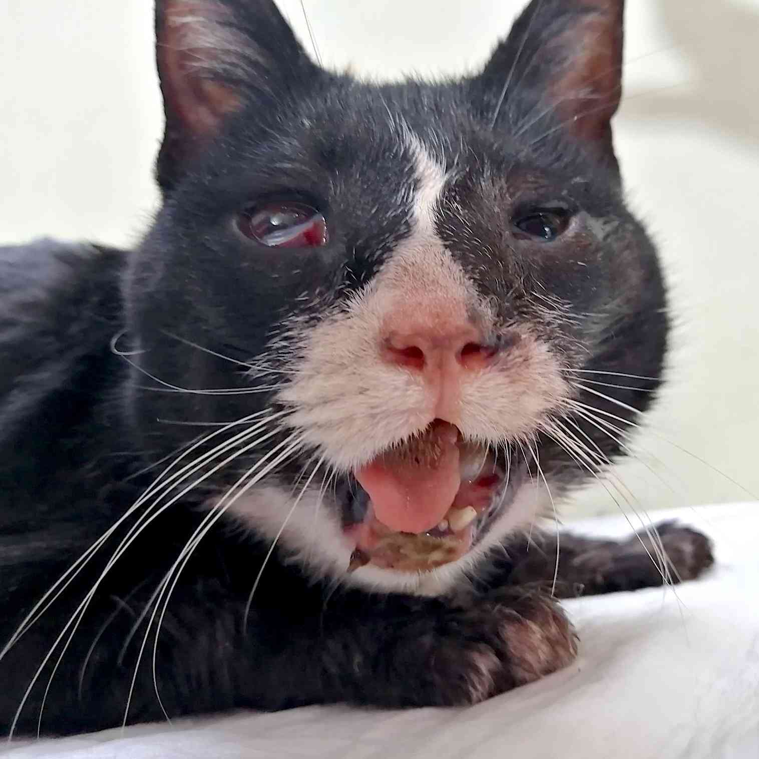 Donate to Cleo | Support animal welfare with CUDDLY