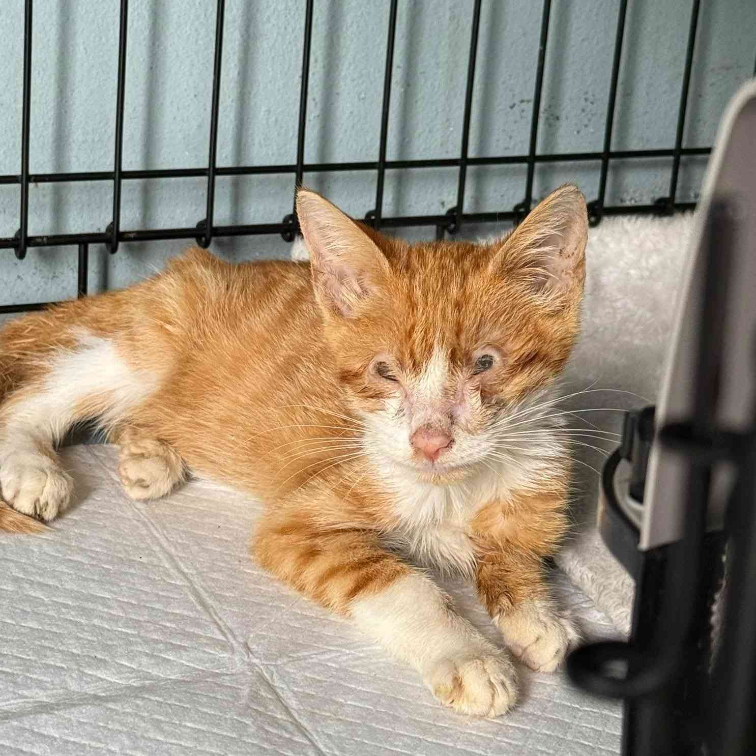 Donate to Caleb | Support animal welfare with CUDDLY