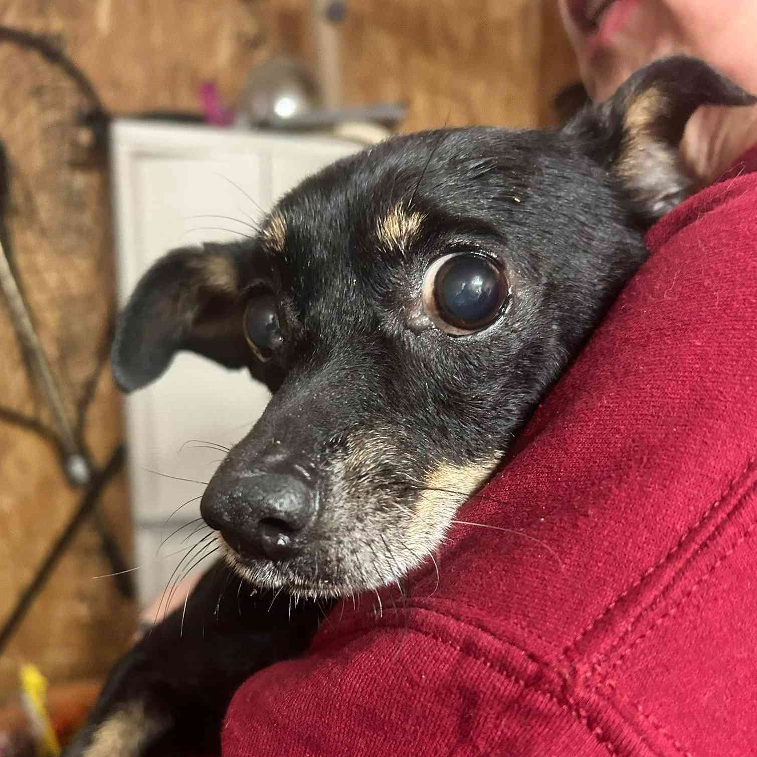 Donate to A Dozen Surrendered Pups | Support animal welfare with CUDDLY