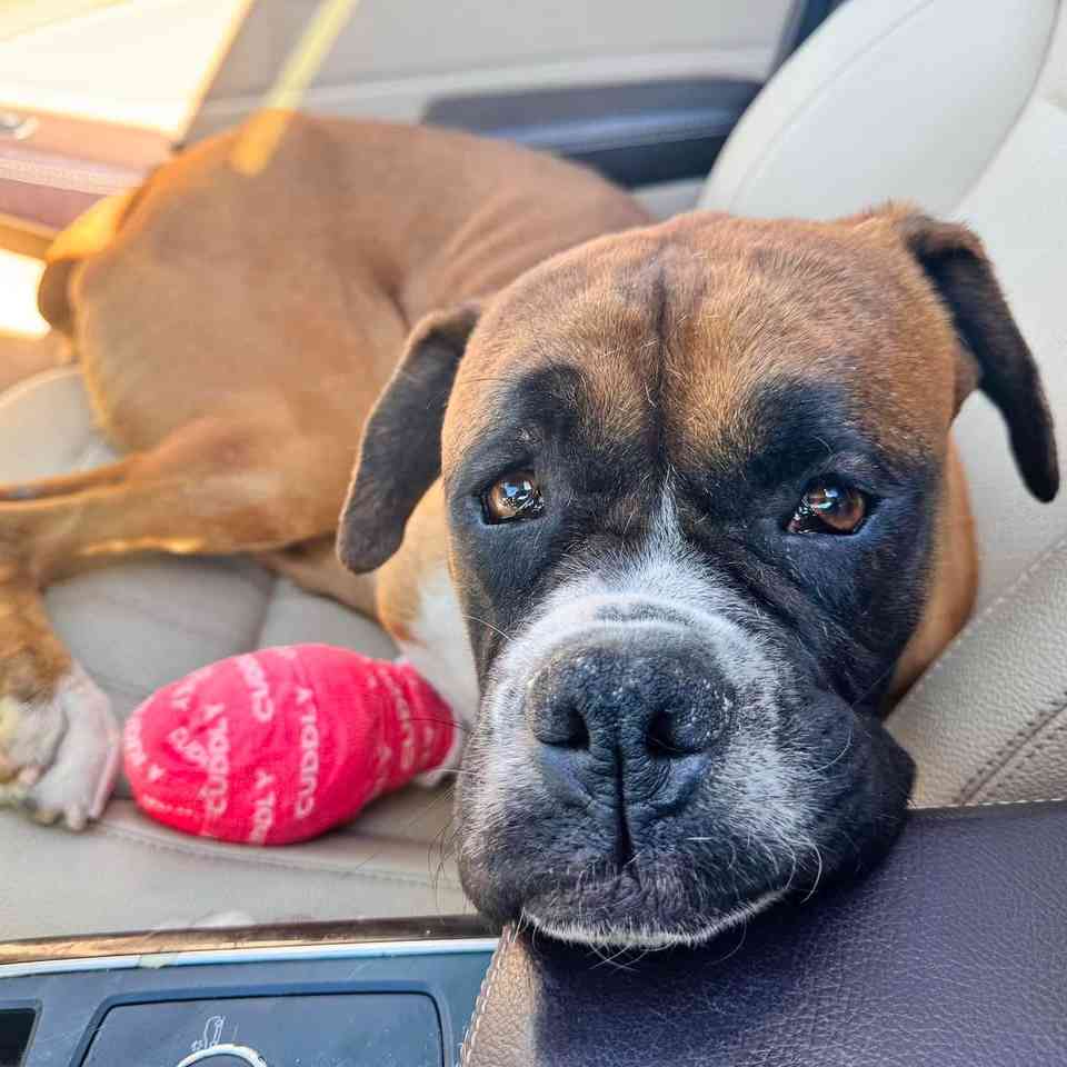 Donate to Ford | Support animal welfare with CUDDLY