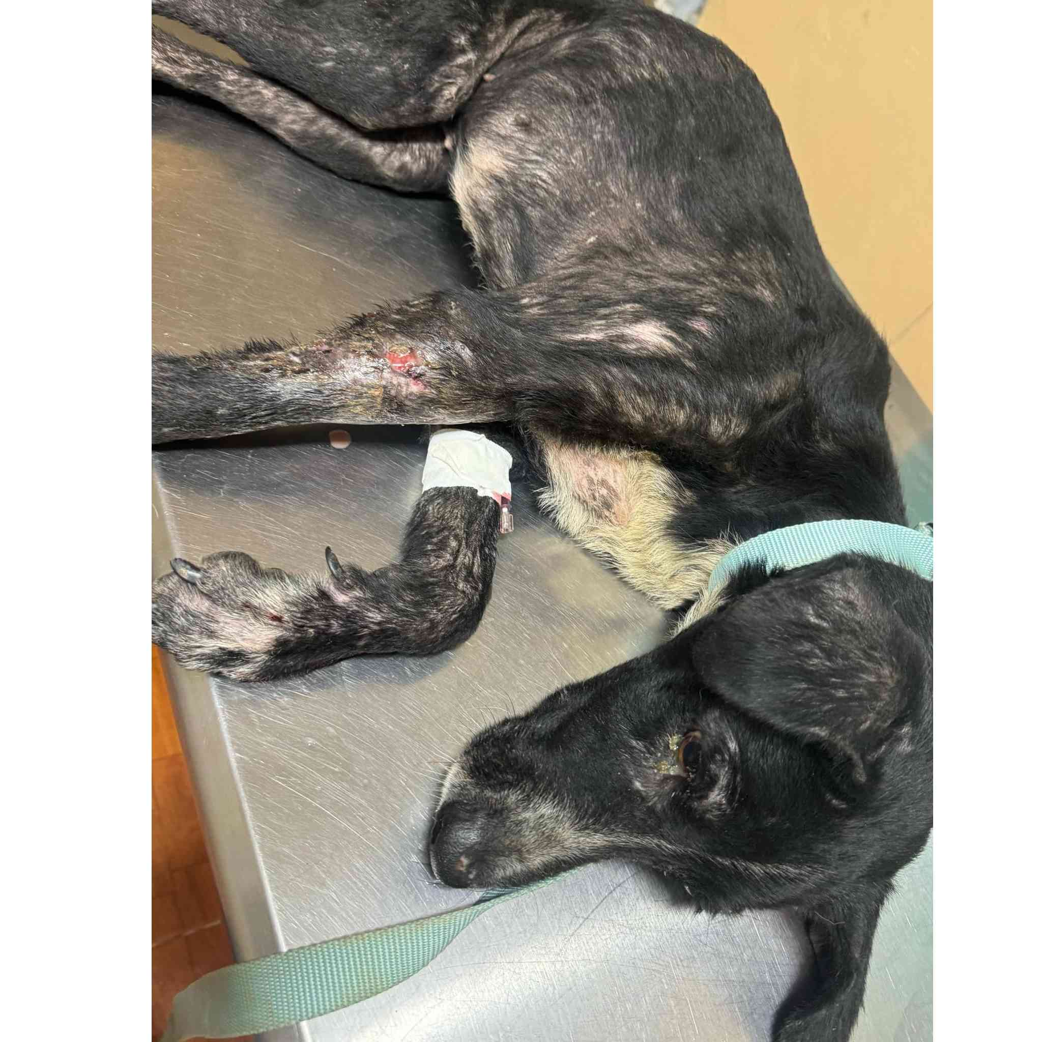 Donate to Alfredo | Support animal welfare with CUDDLY