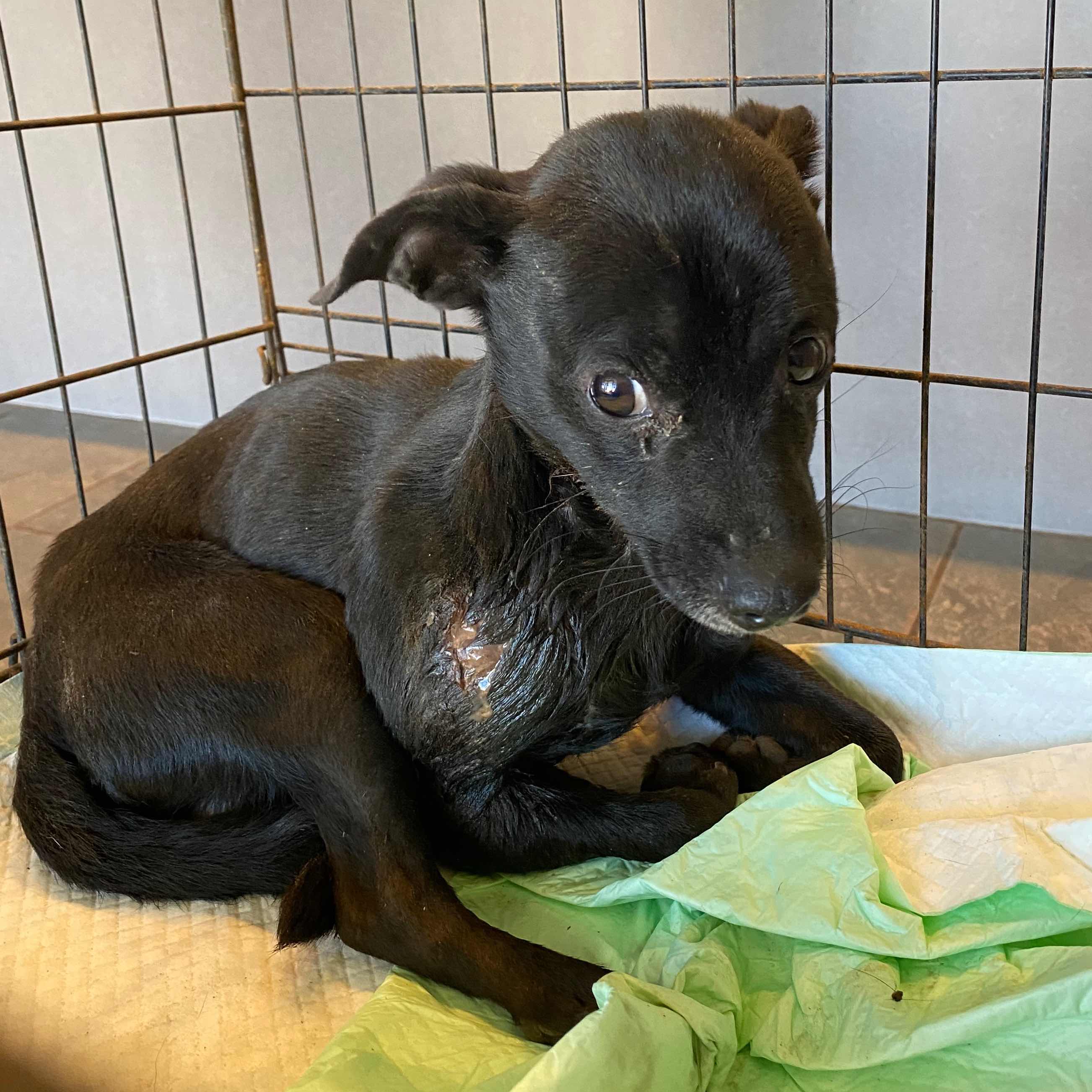Donate to Doc Holiday | Support animal welfare with CUDDLY