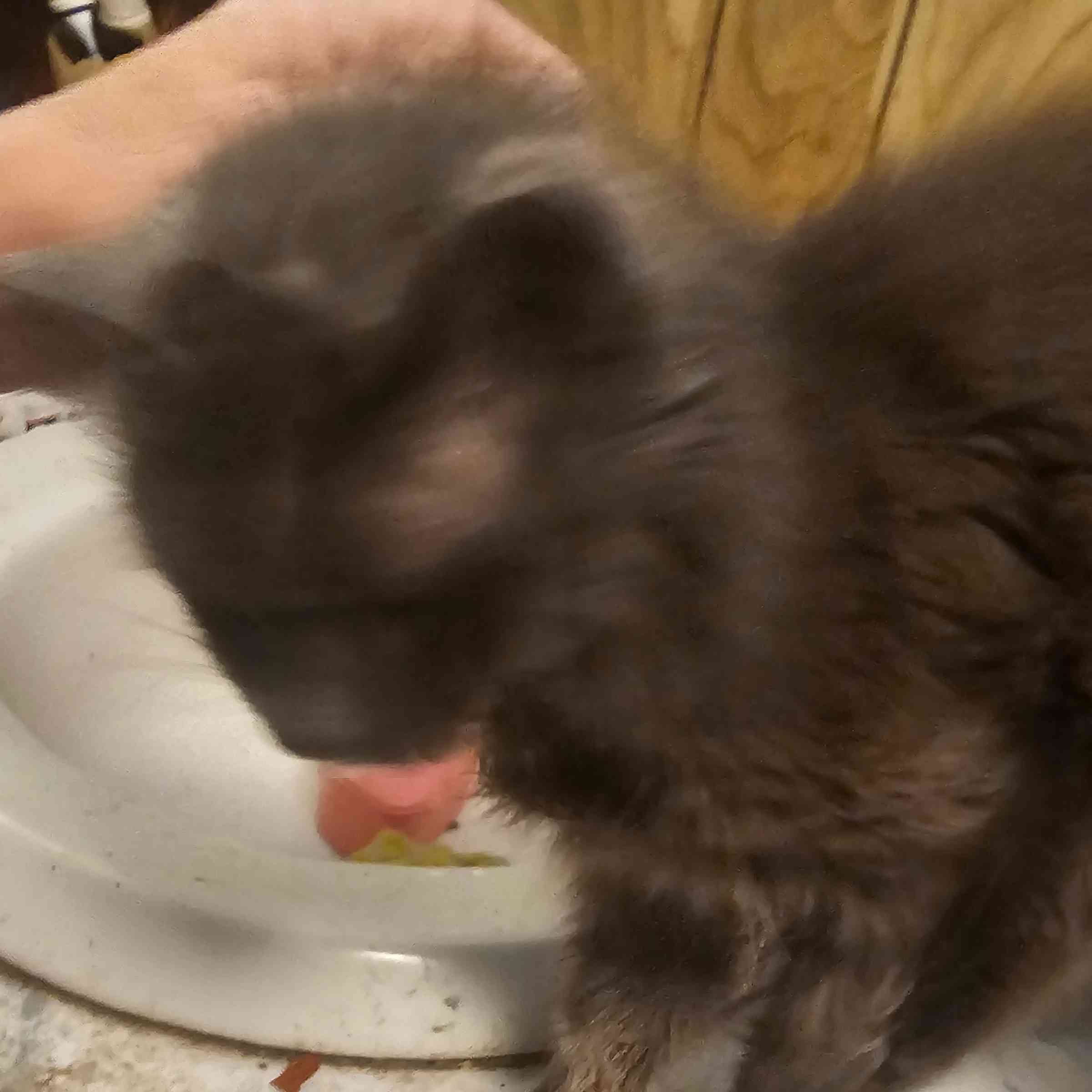 Donate to Boo Boo Kitty | Support animal welfare with CUDDLY