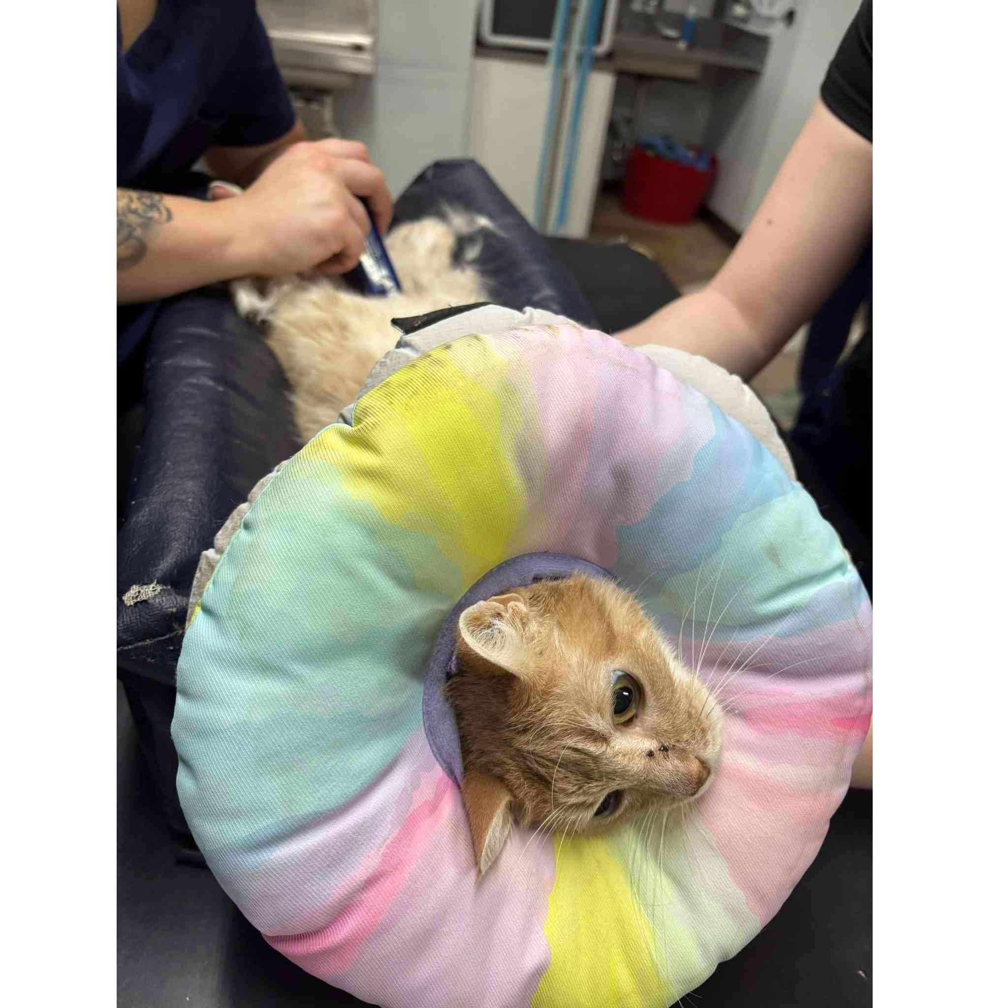 Donate to Enchilada | Support animal welfare with CUDDLY