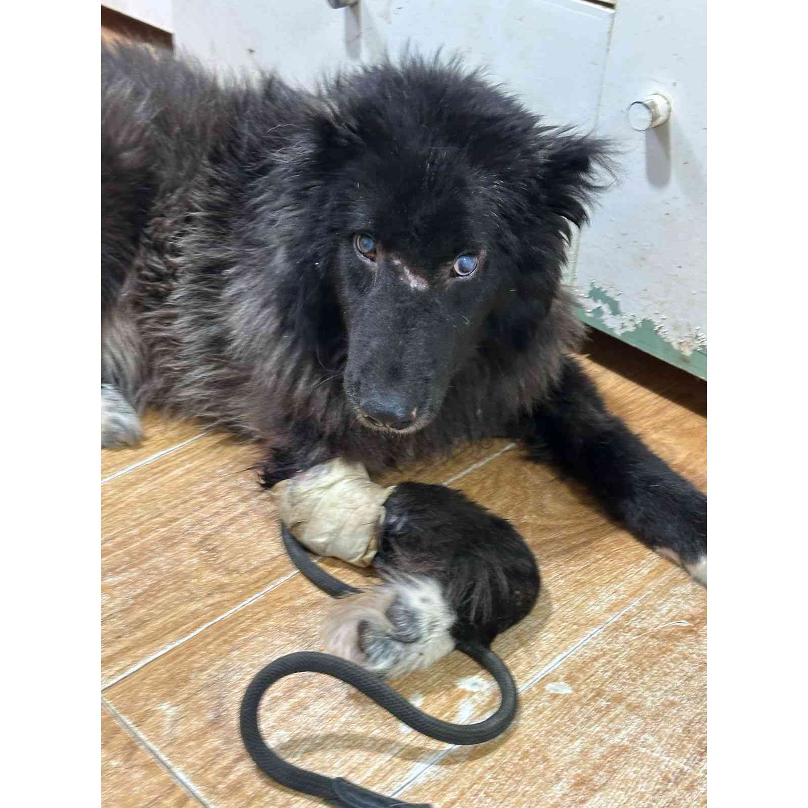 Donate to Granger | Support animal welfare with CUDDLY