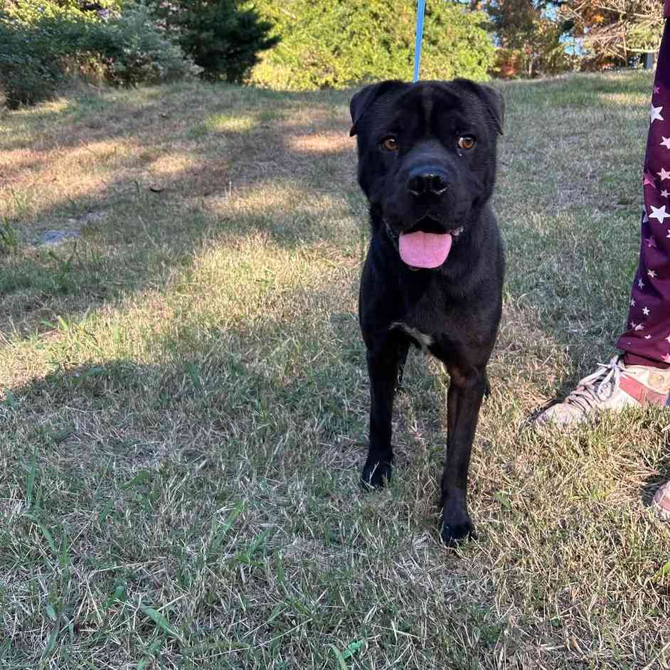 Donate to Our Pups | Support animal welfare with CUDDLY