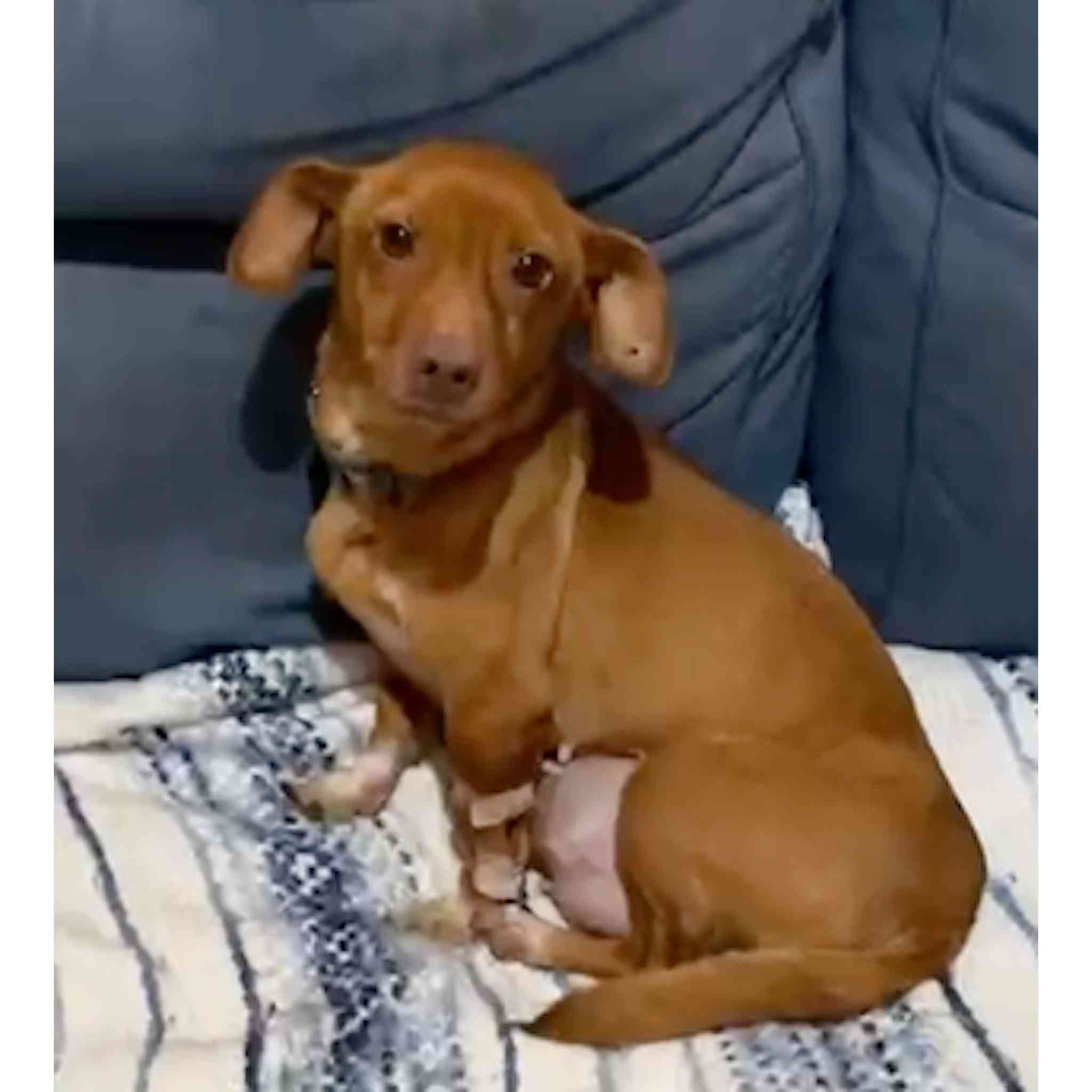 Donate to Professor Tostada | Support animal welfare with CUDDLY