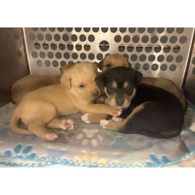 Donate to These Puppies | Support animal welfare with CUDDLY