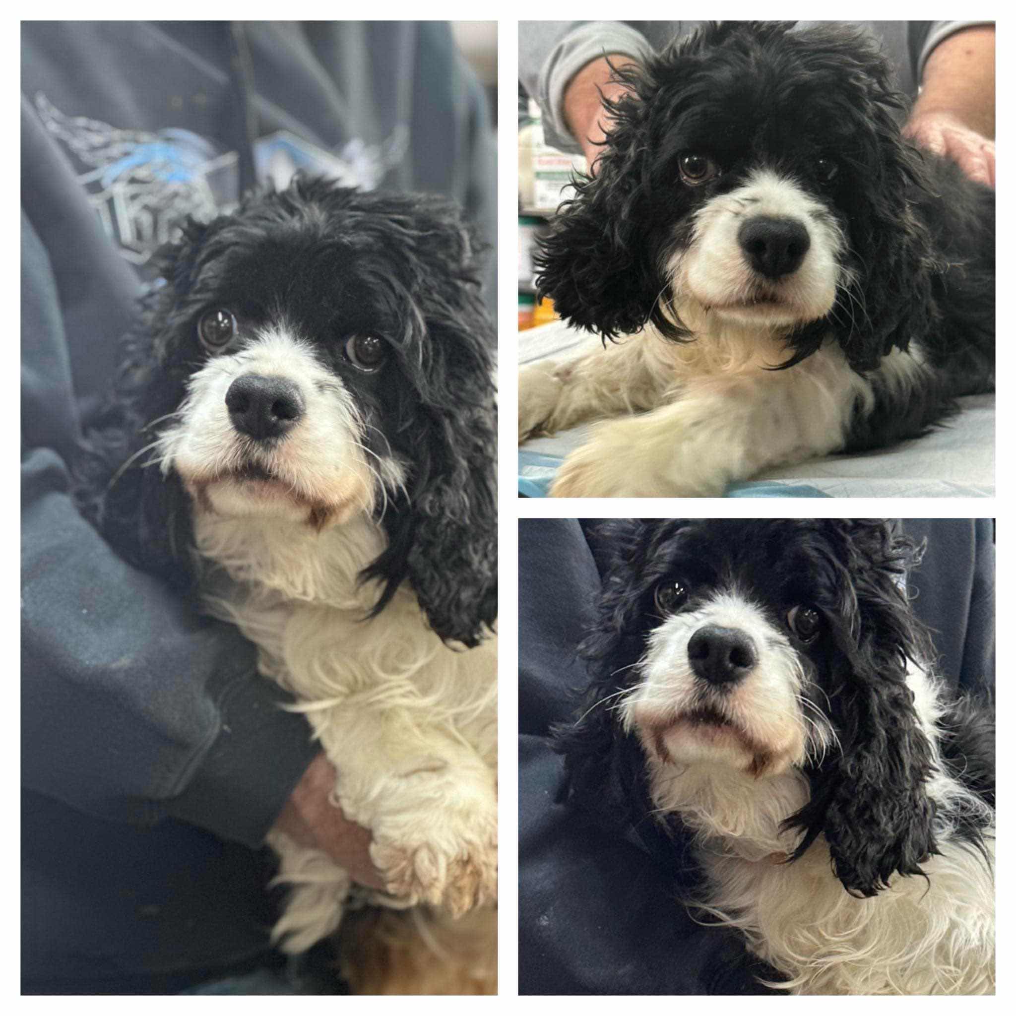 Donate to Cookie | Support animal welfare with CUDDLY