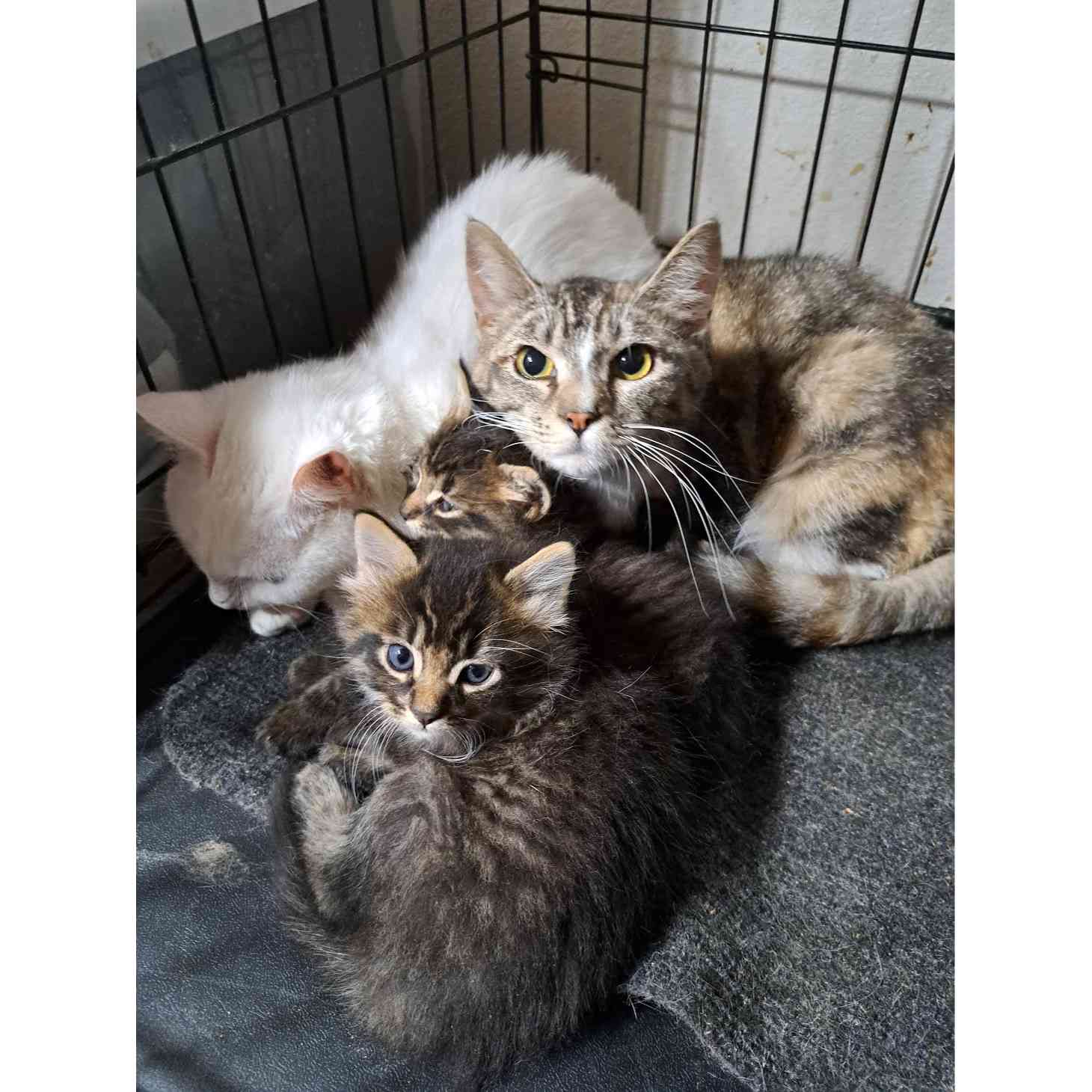 Donate to Our Cats And Kittens | Support animal welfare with CUDDLY