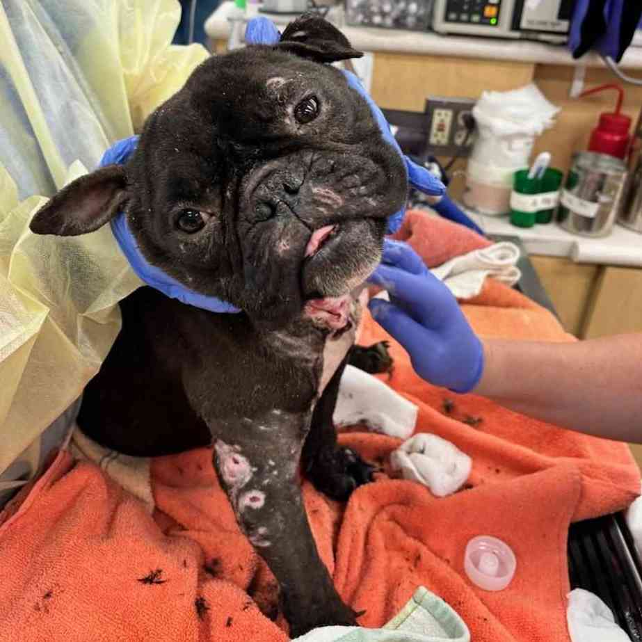 Donate to Sprout | Support animal welfare with CUDDLY