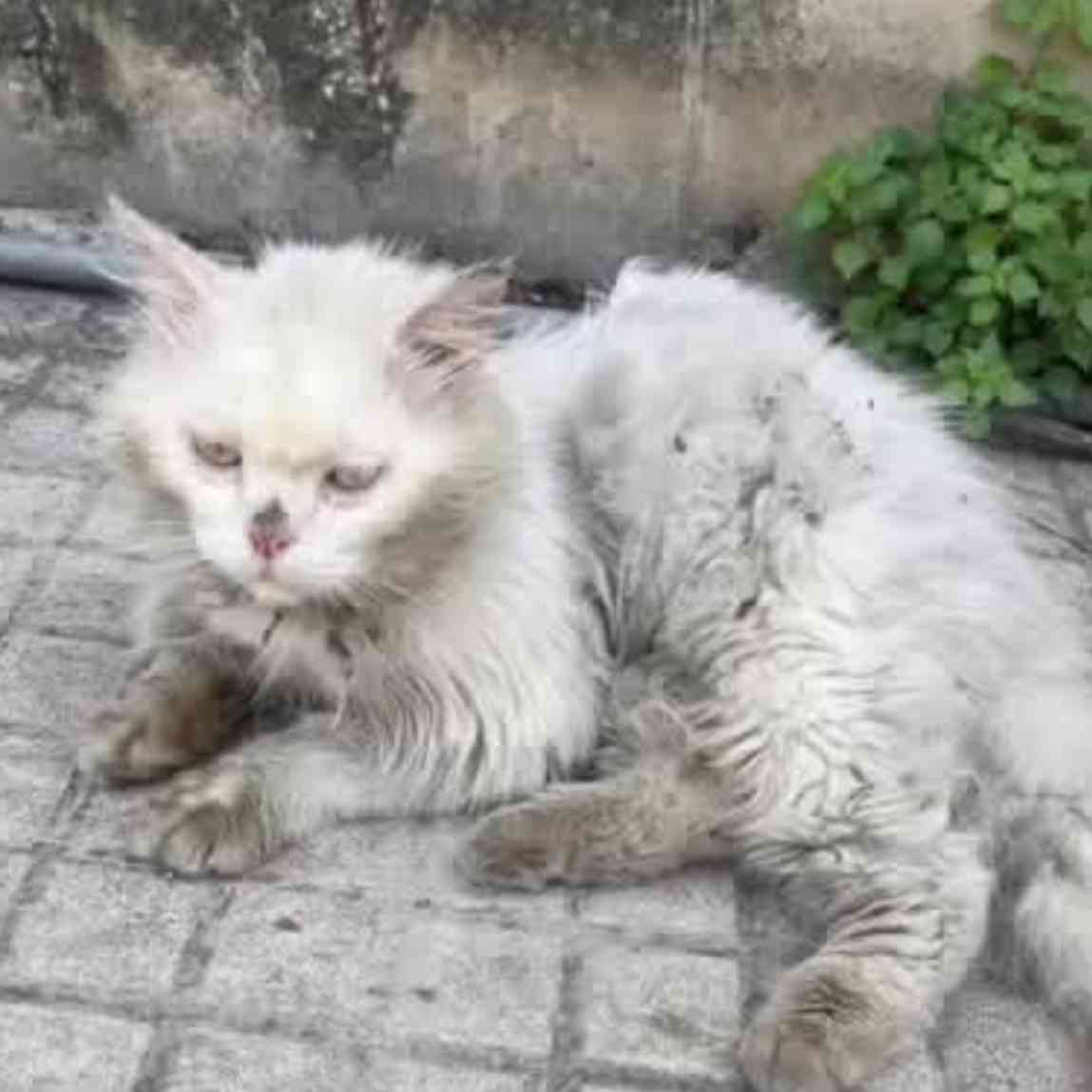 Donate to Tofu | Support animal welfare with CUDDLY