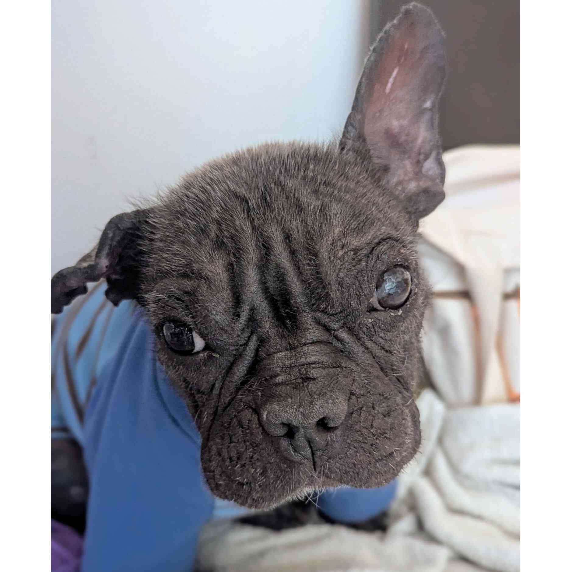 Donate to Popo | Support animal welfare with CUDDLY