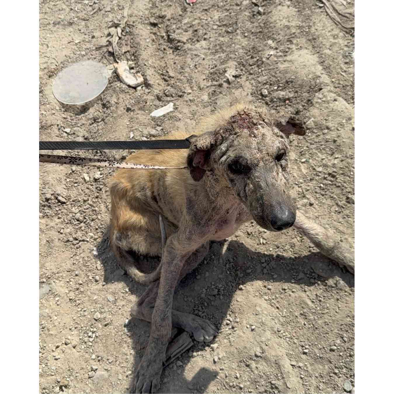 Donate to Matilda, Hazel, And Countless Hurting Animals | Support ...