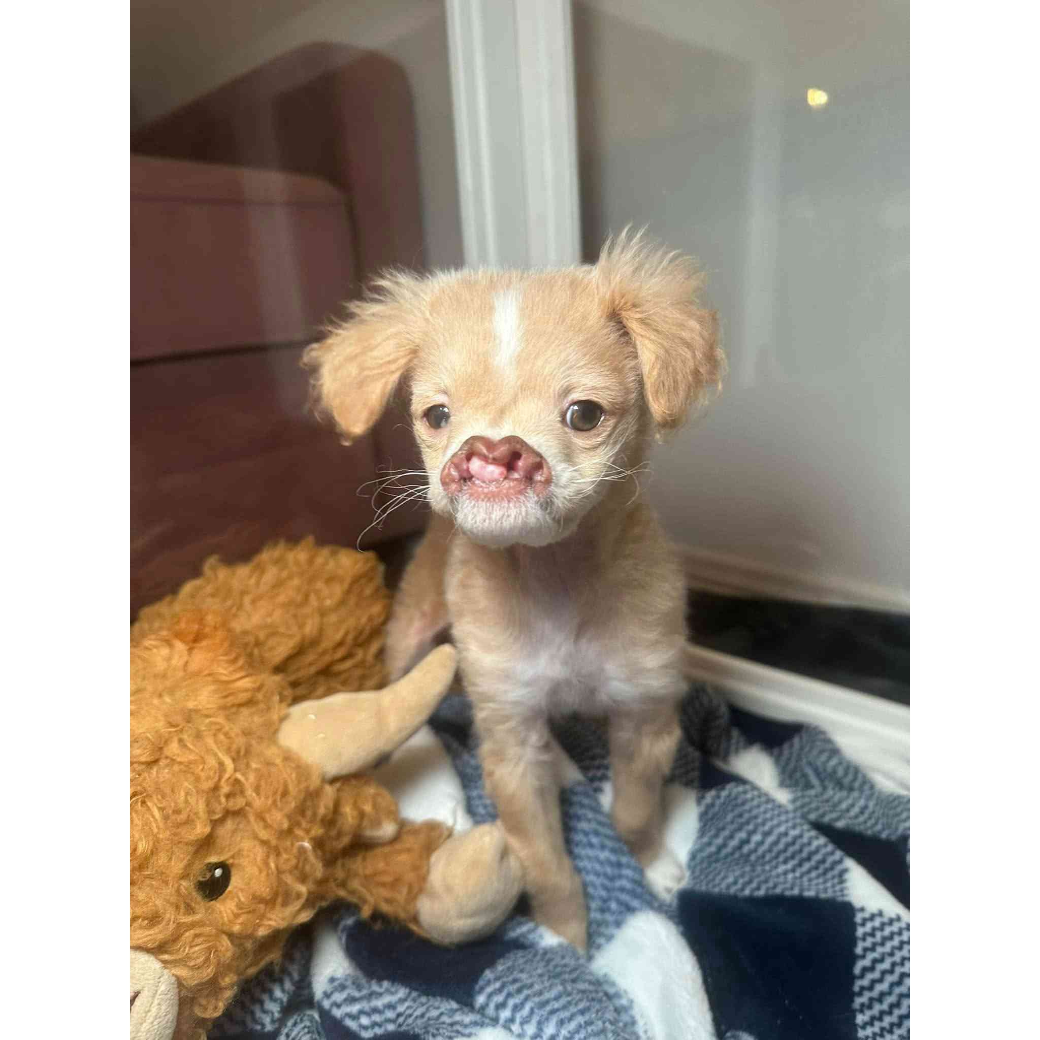 Donate to Moo | Support animal welfare with CUDDLY