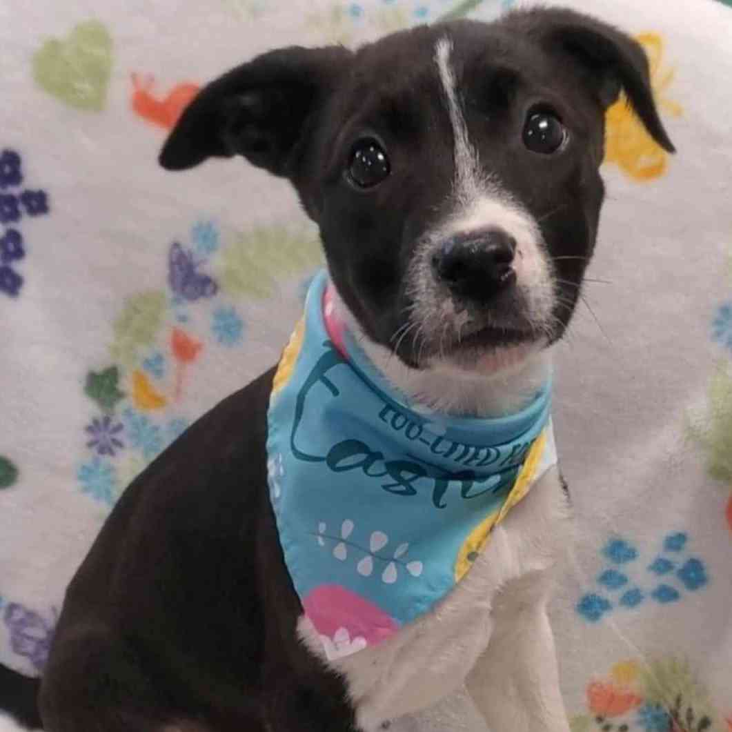 Donate to These Puppies | Support animal welfare with CUDDLY