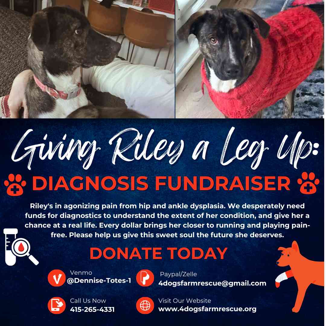 Donate to Riley | Support animal welfare with CUDDLY