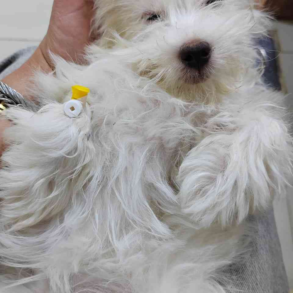 Donate to TOLLA 2 MONTHS OLD baby dog needs you | Support animal ...