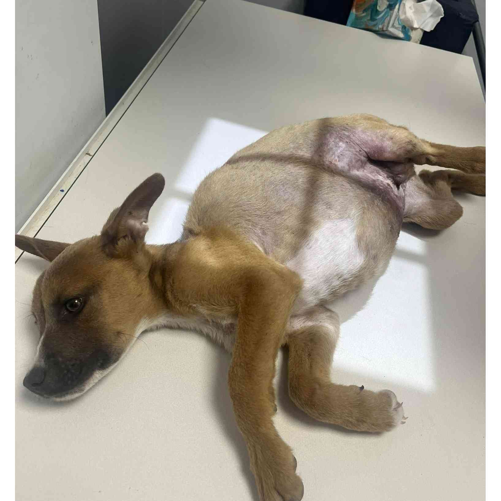 Donate to Leo | Support animal welfare with CUDDLY