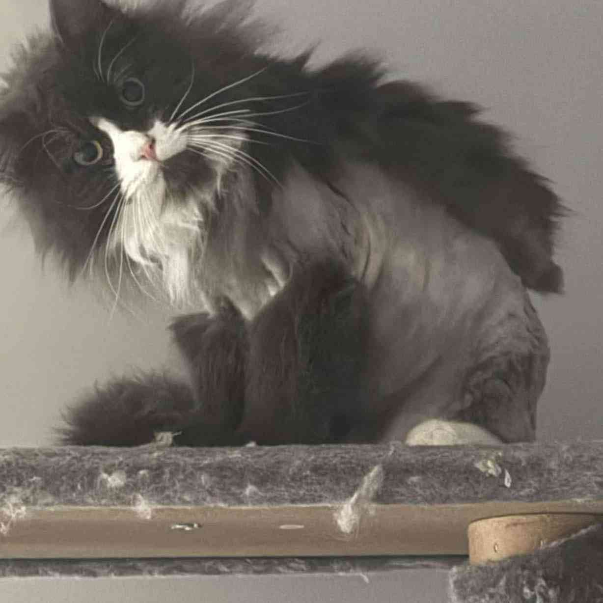 Donate to Help Keep Our Doors Open | Support animal welfare with CUDDLY