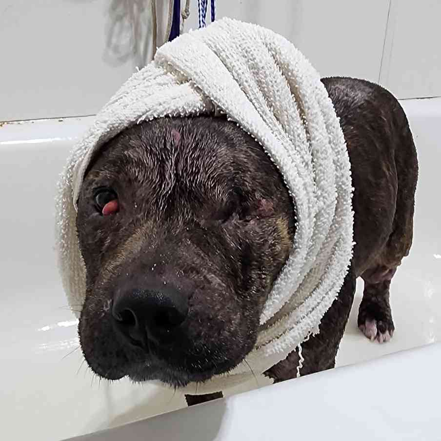 Donate to Popeye | Support animal welfare with CUDDLY