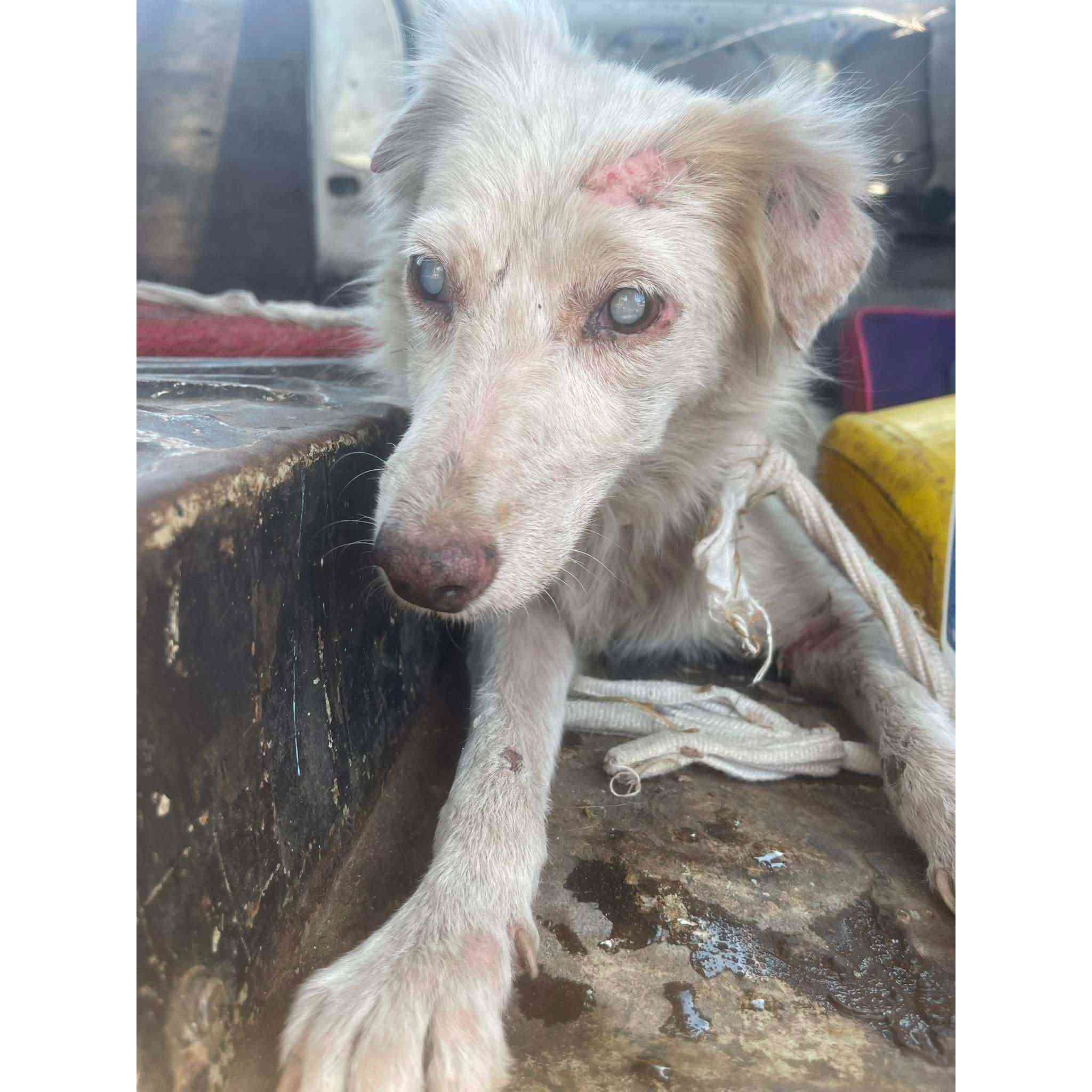 Donate to Mila | Support animal welfare with CUDDLY