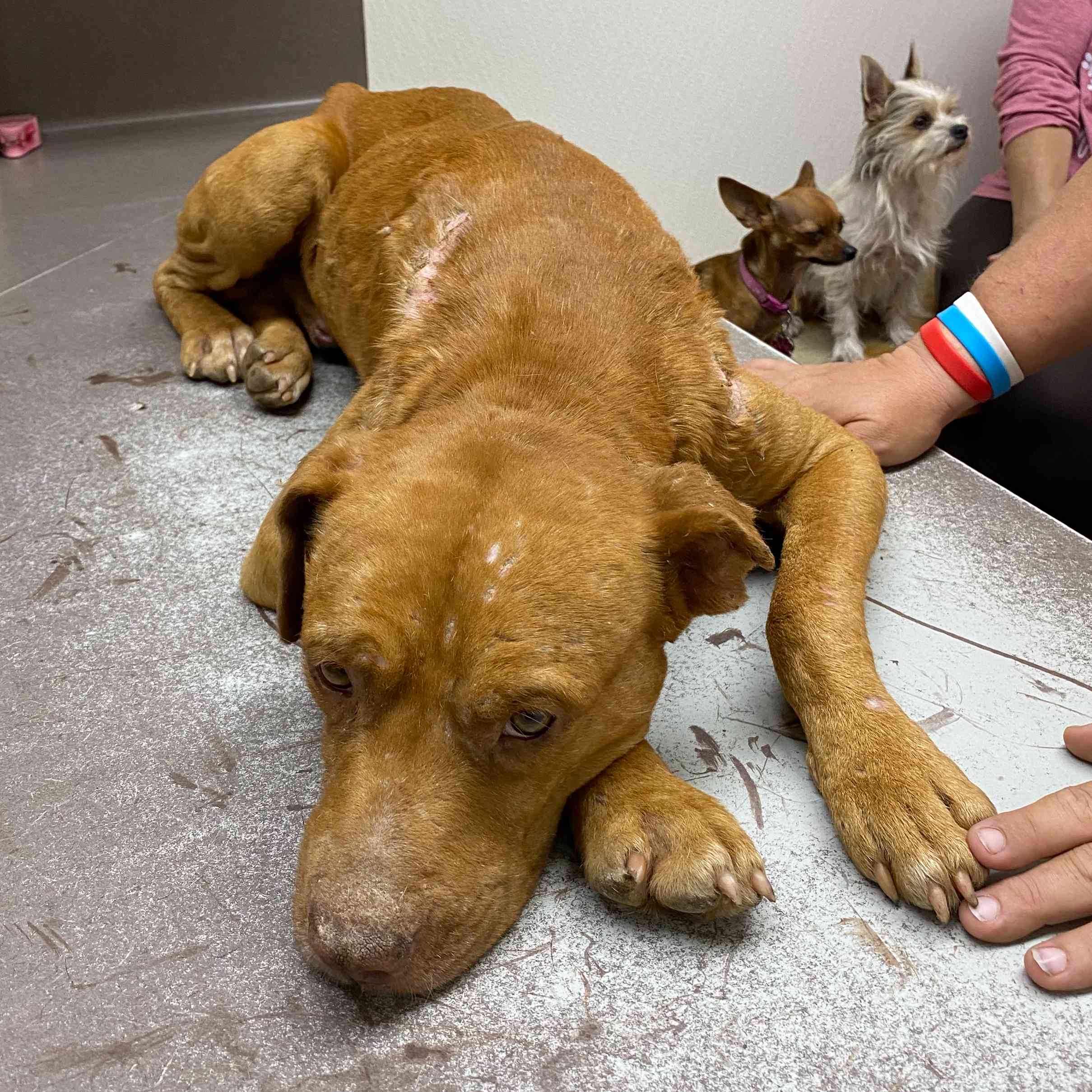 Donate to Wallie | Support animal welfare with CUDDLY