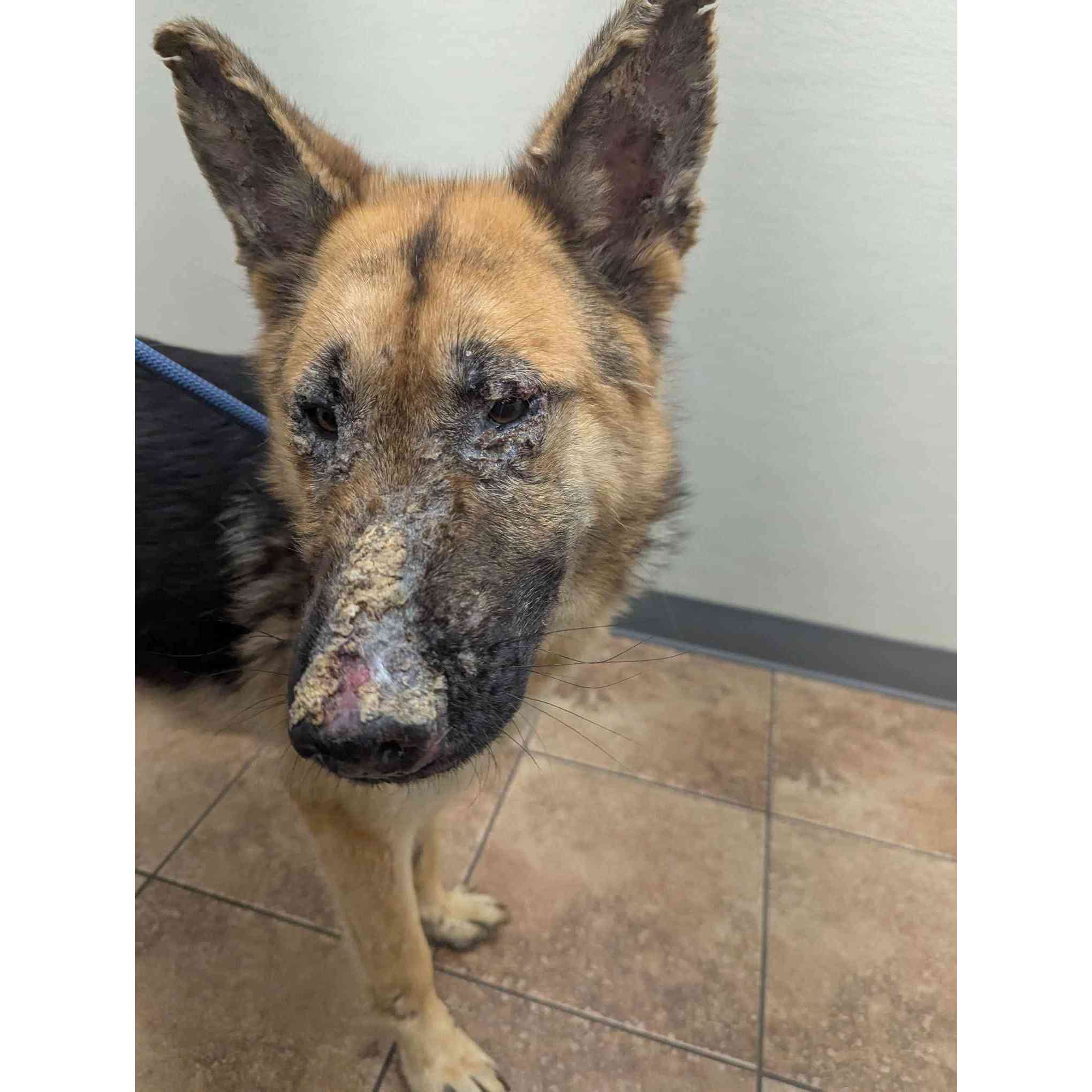 Donate to Logan | Support animal welfare with CUDDLY