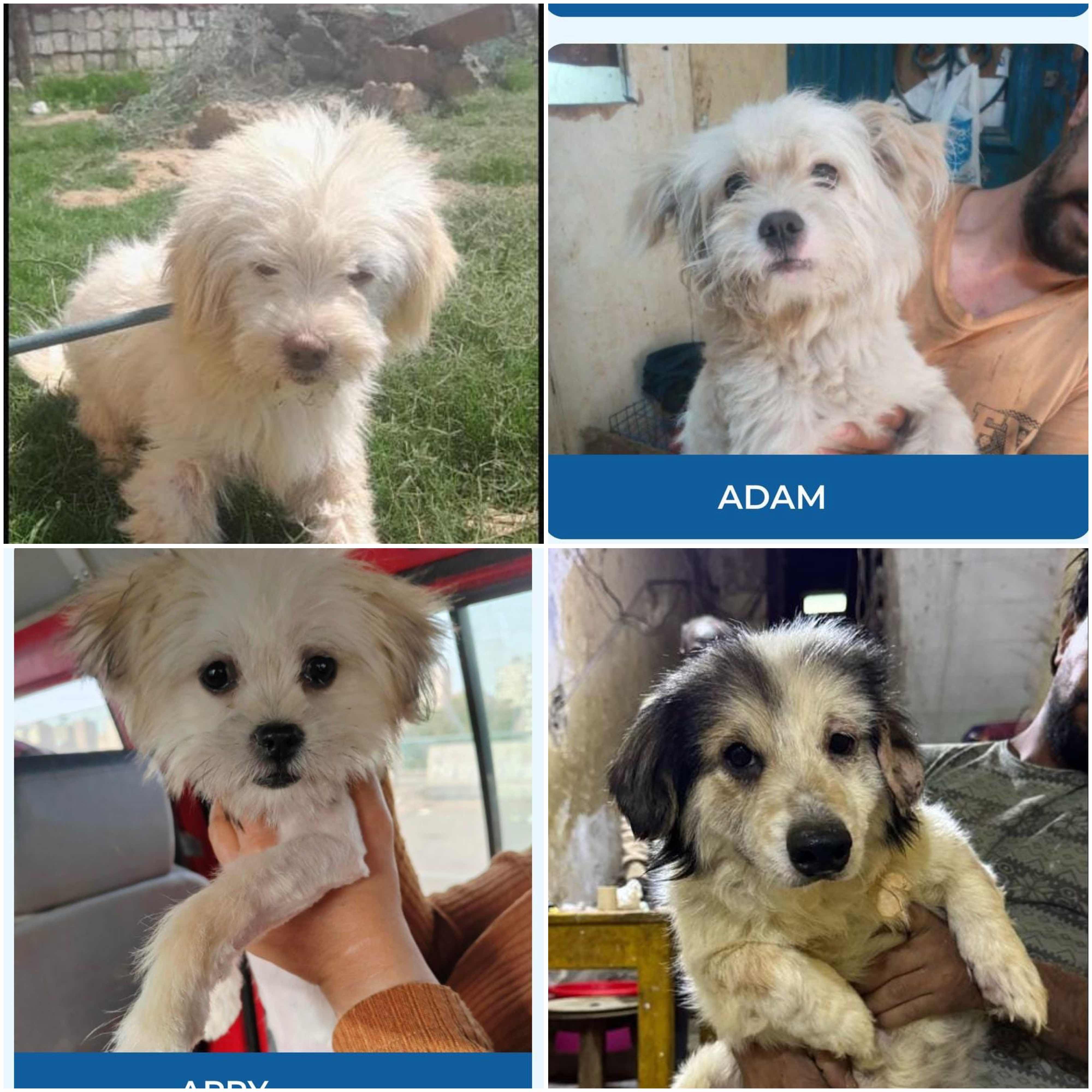 Donate to Us Get These Pups Home | Support animal welfare with CUDDLY
