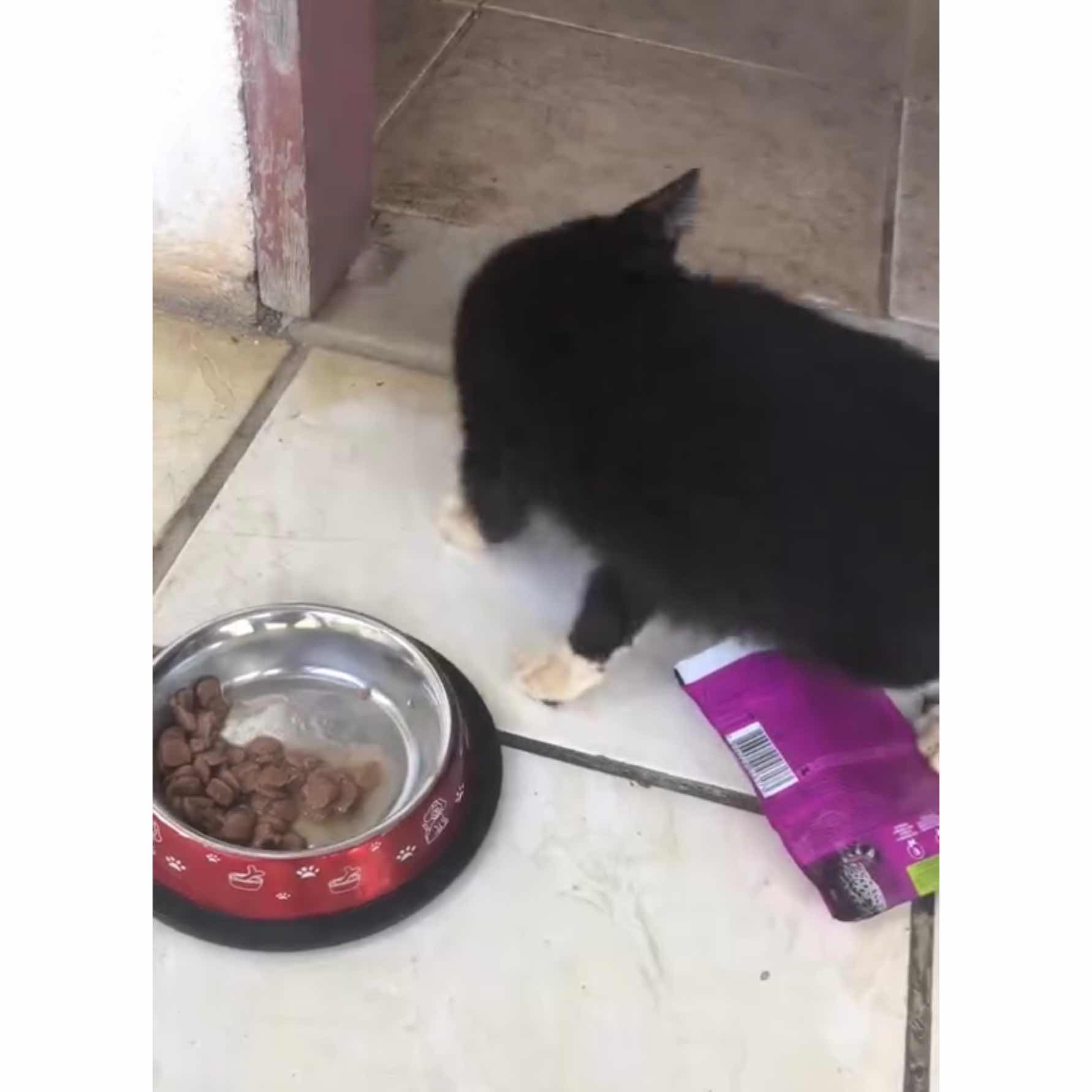 Donate to Apollo | Support animal welfare with CUDDLY