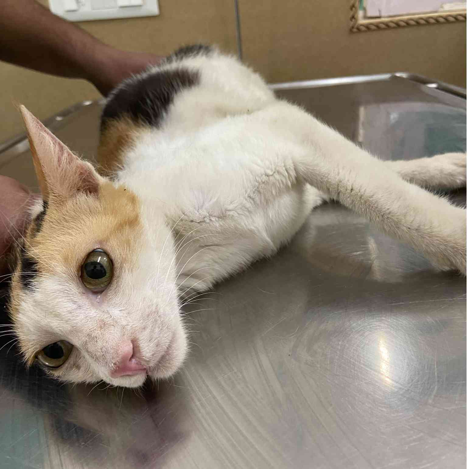 Donate to Sasha | Support animal welfare with CUDDLY