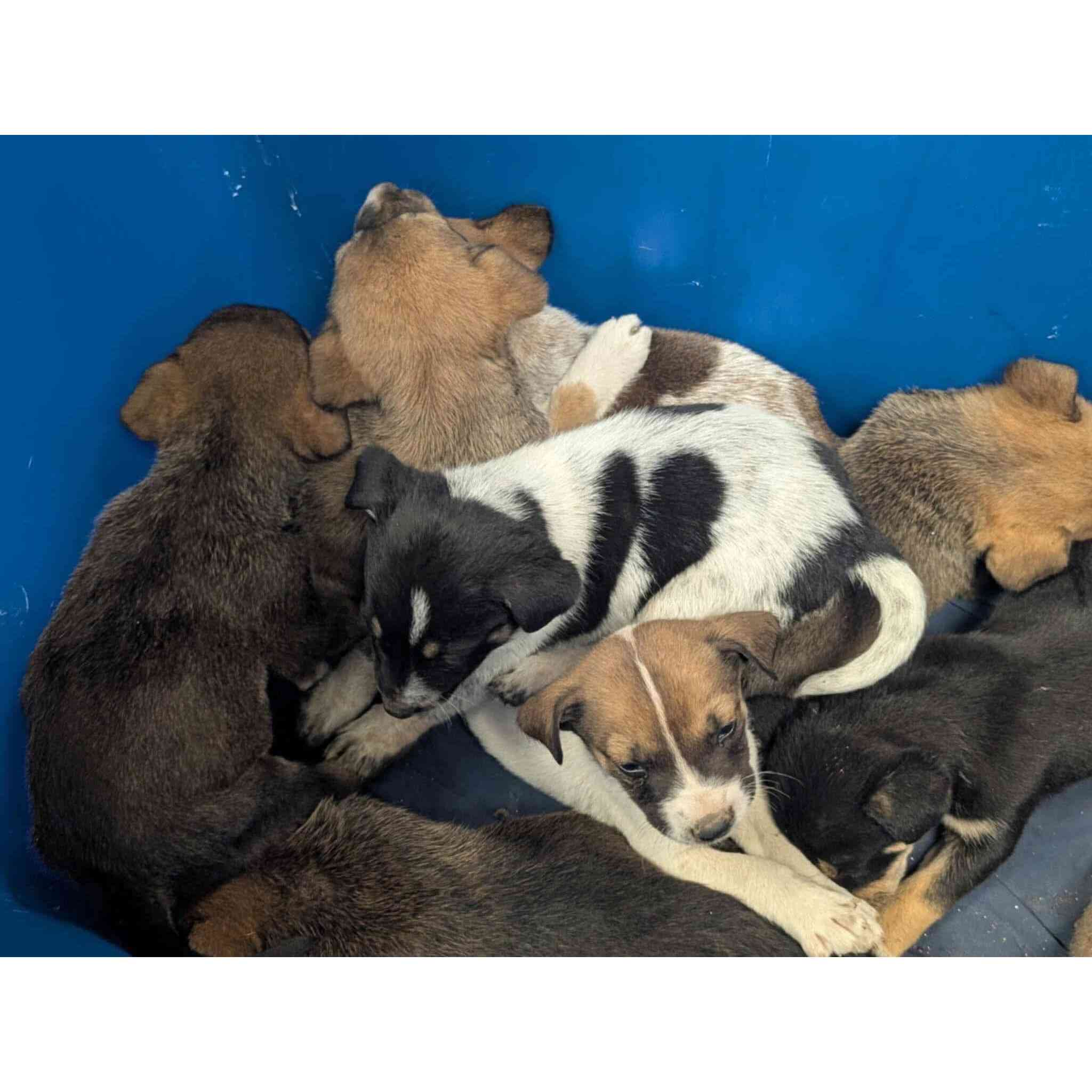 Donate to These 10 Puppies | Support animal welfare with CUDDLY